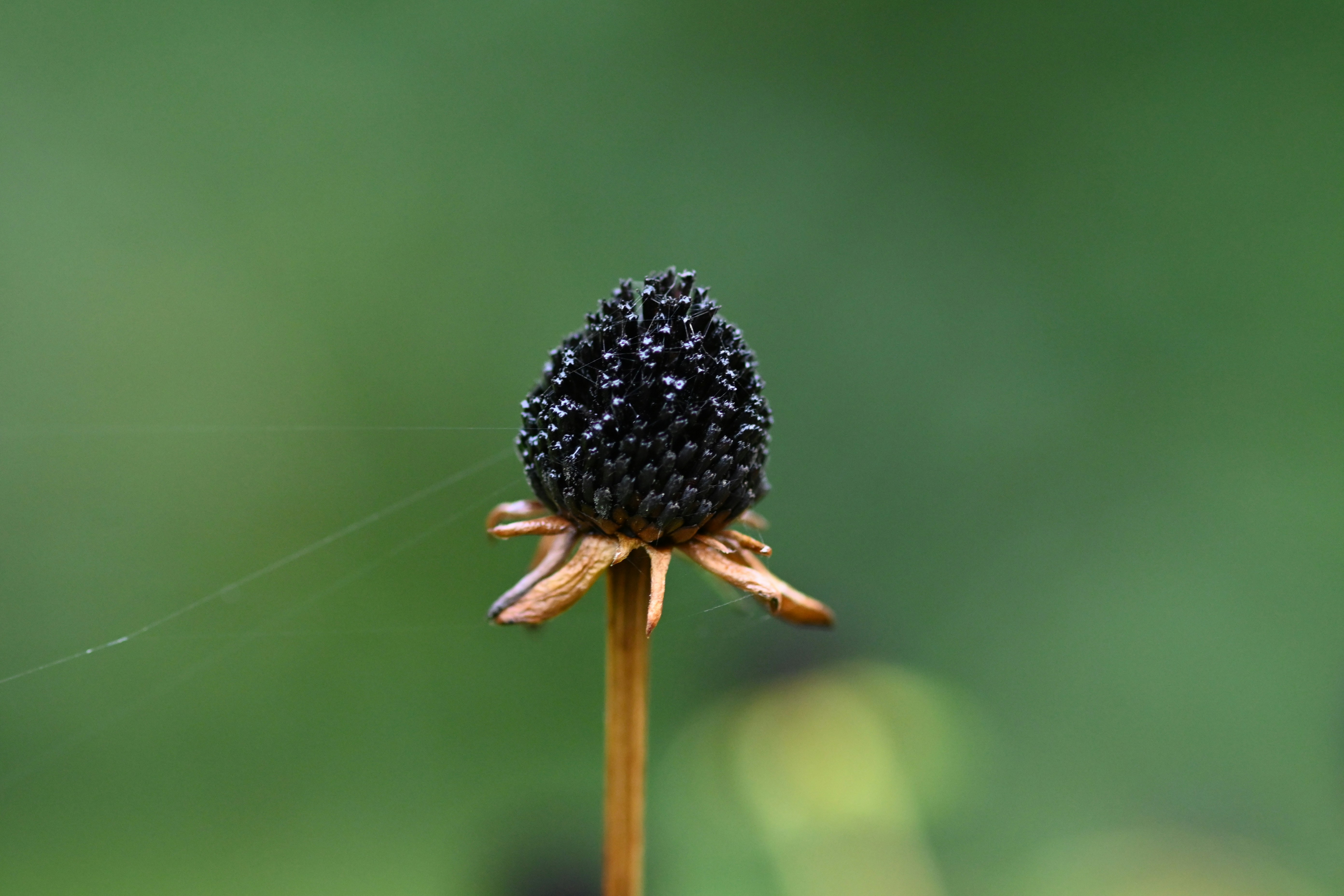In this macro-photography, a seedhead of an unknown flower stands out with sharp focus against a muted winter background. Its intricate details, delicate tufts, and nestled seeds are prominently displayed, contrasting with the soft, unfocused backdrop of bare branches and a gray winter sky.