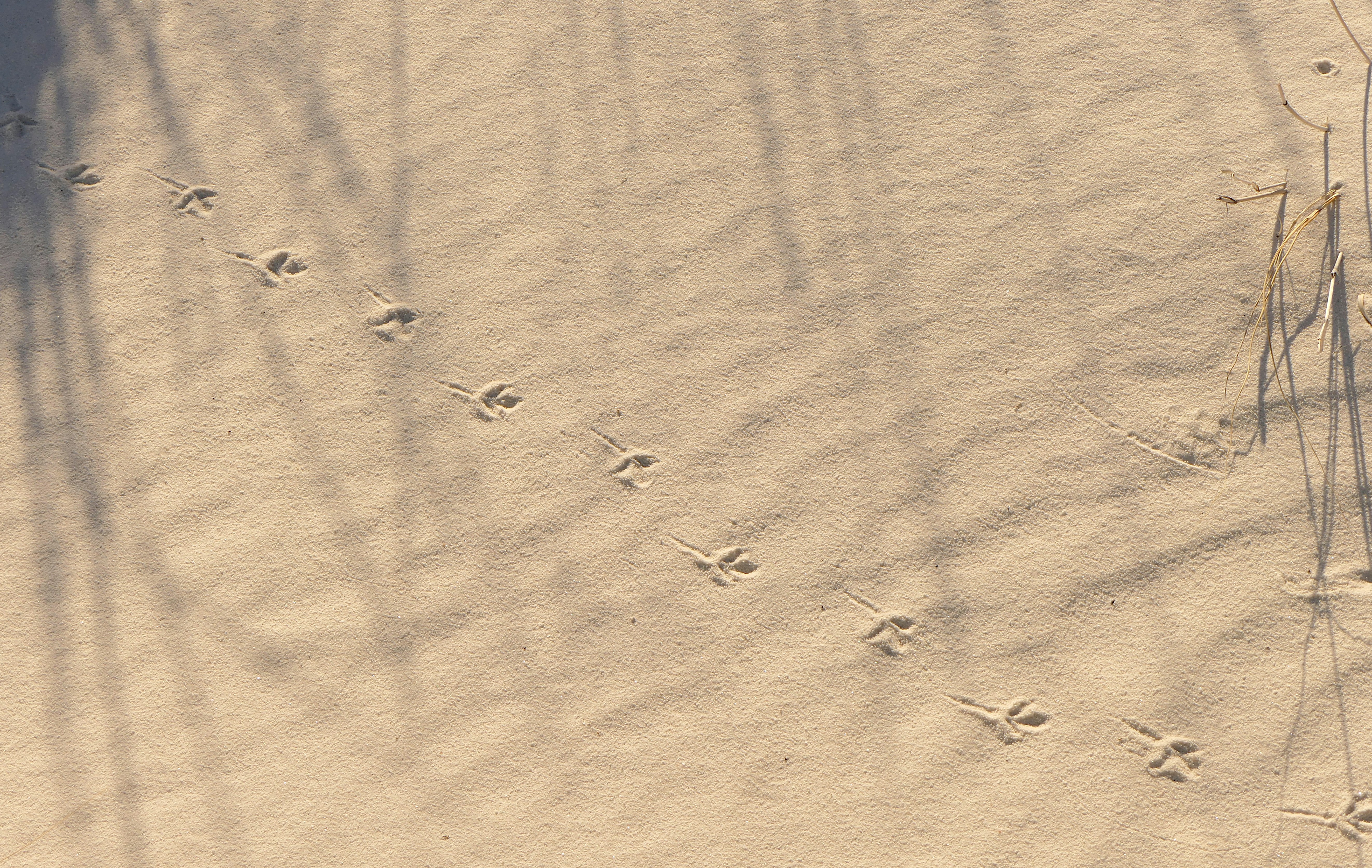 bird tracks in sand