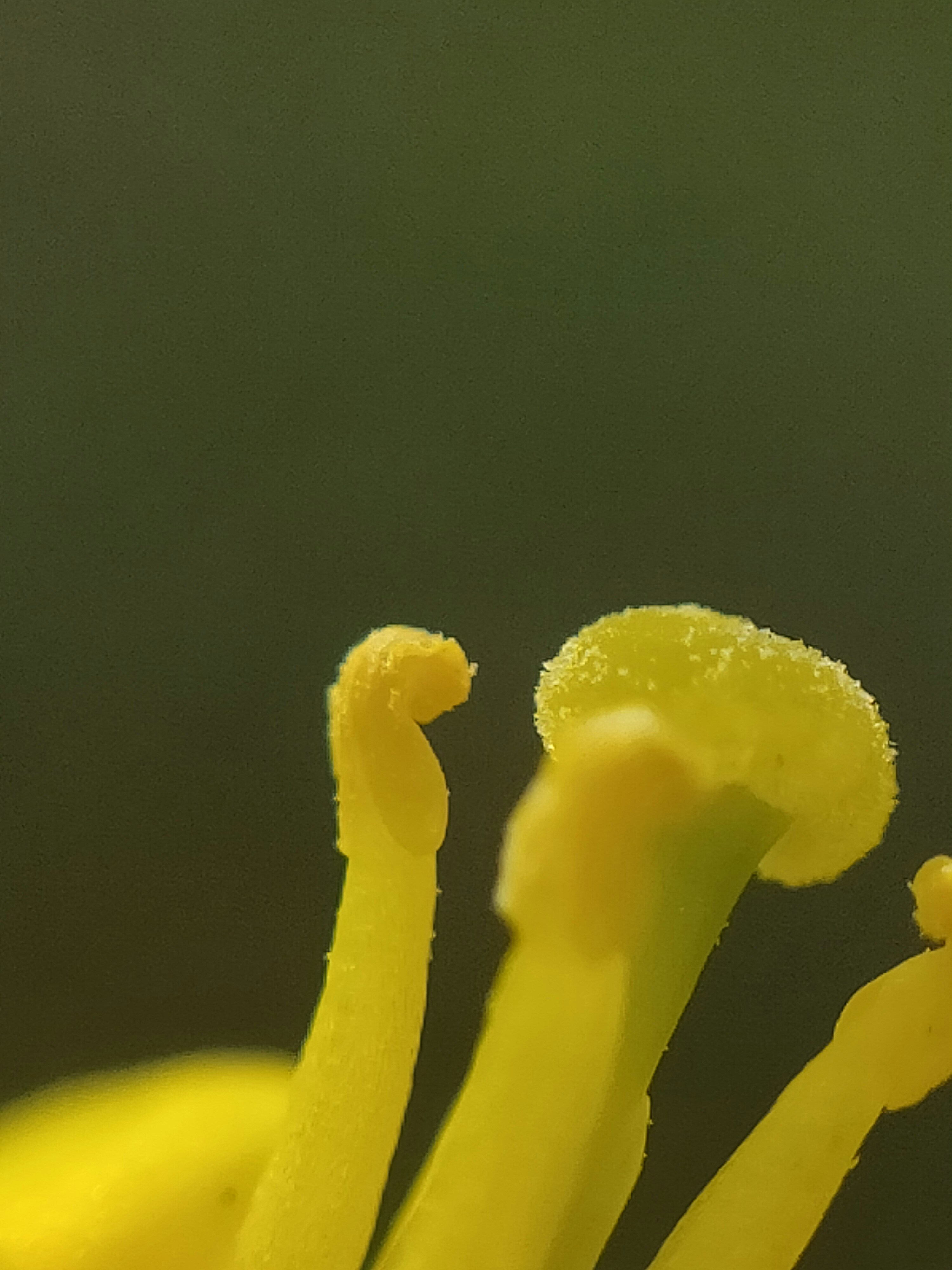 Macro photograph of yellow flower stamens with pollen on tips, set against a soft, dark background.