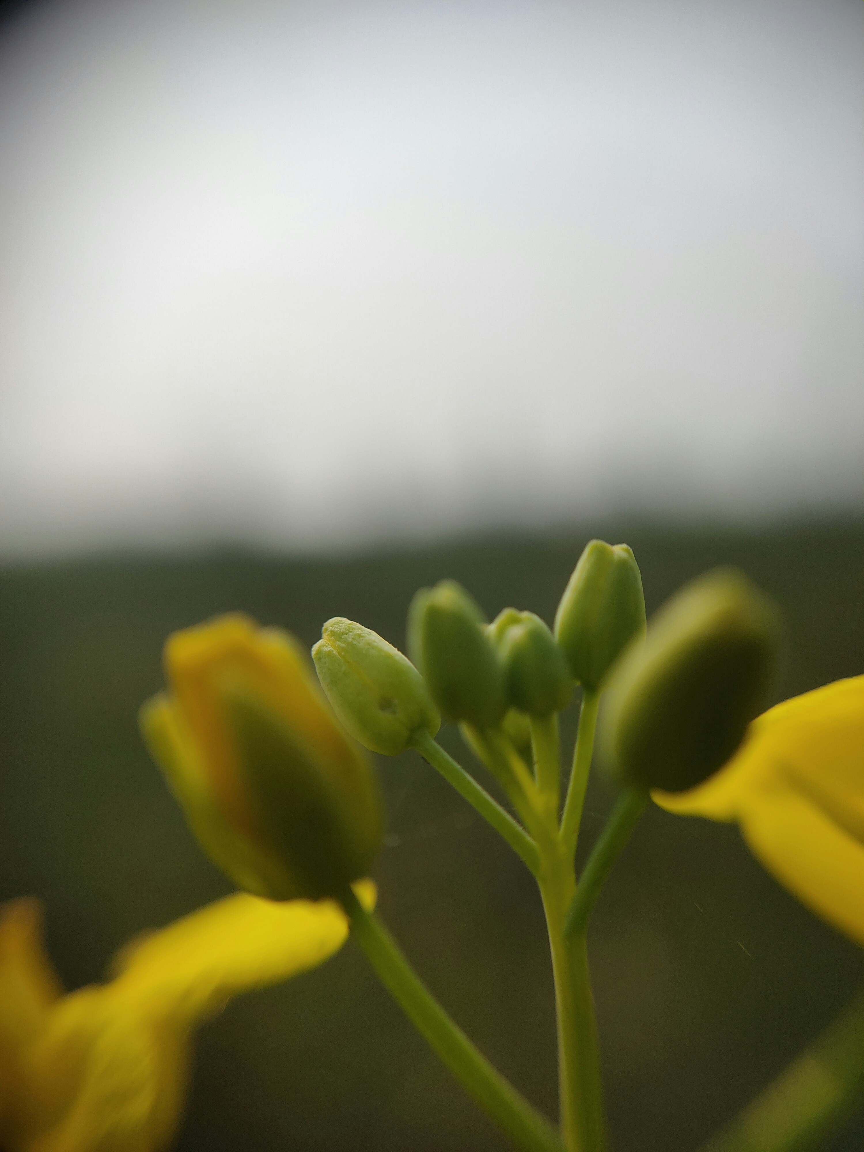 Buds in Focus: A Macro Portrait of Yellow Canola Against a Soft Backdrop