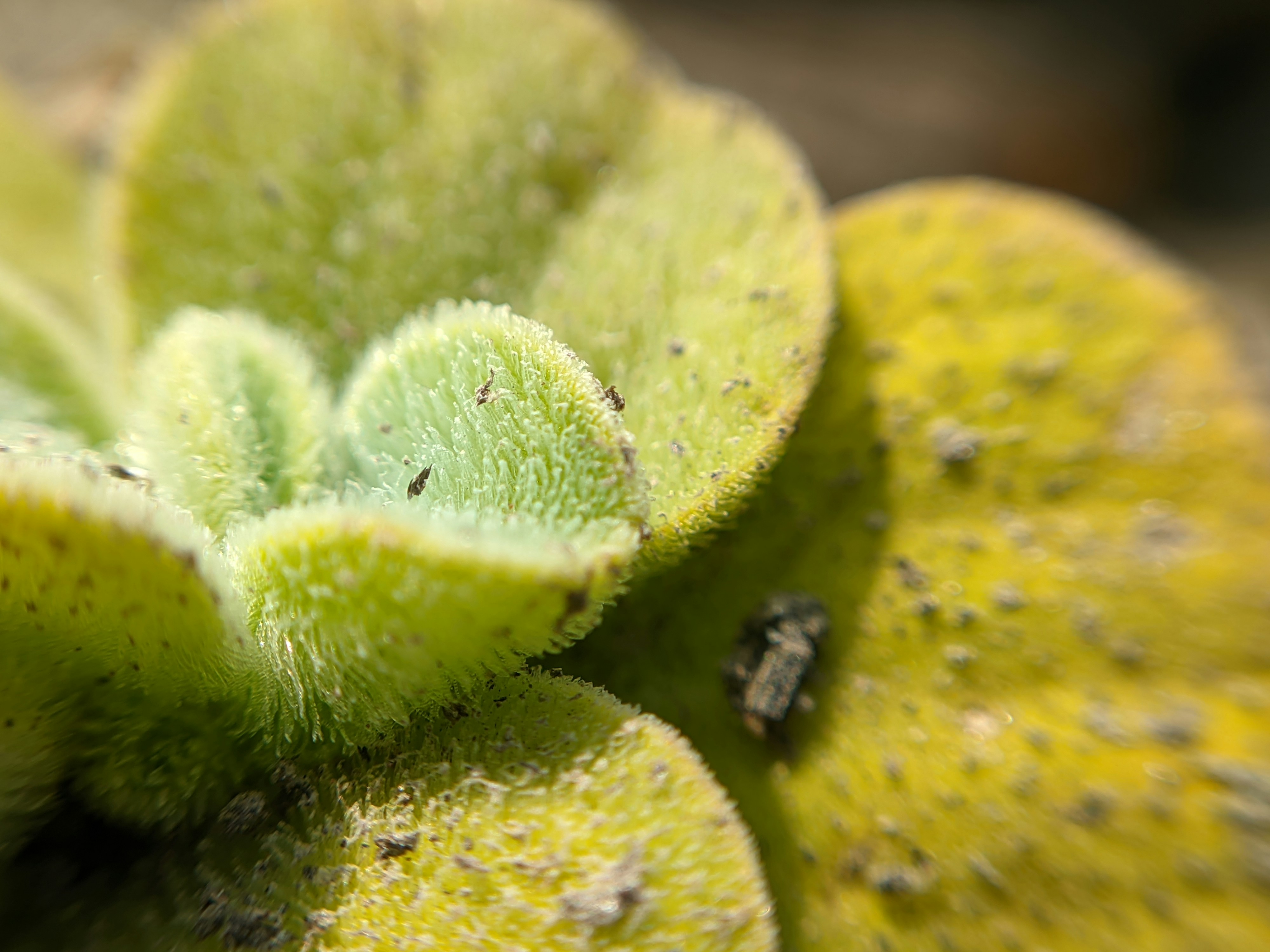 Velvet Rosette Macro: Green Fuzz and a Tiny Visitor
