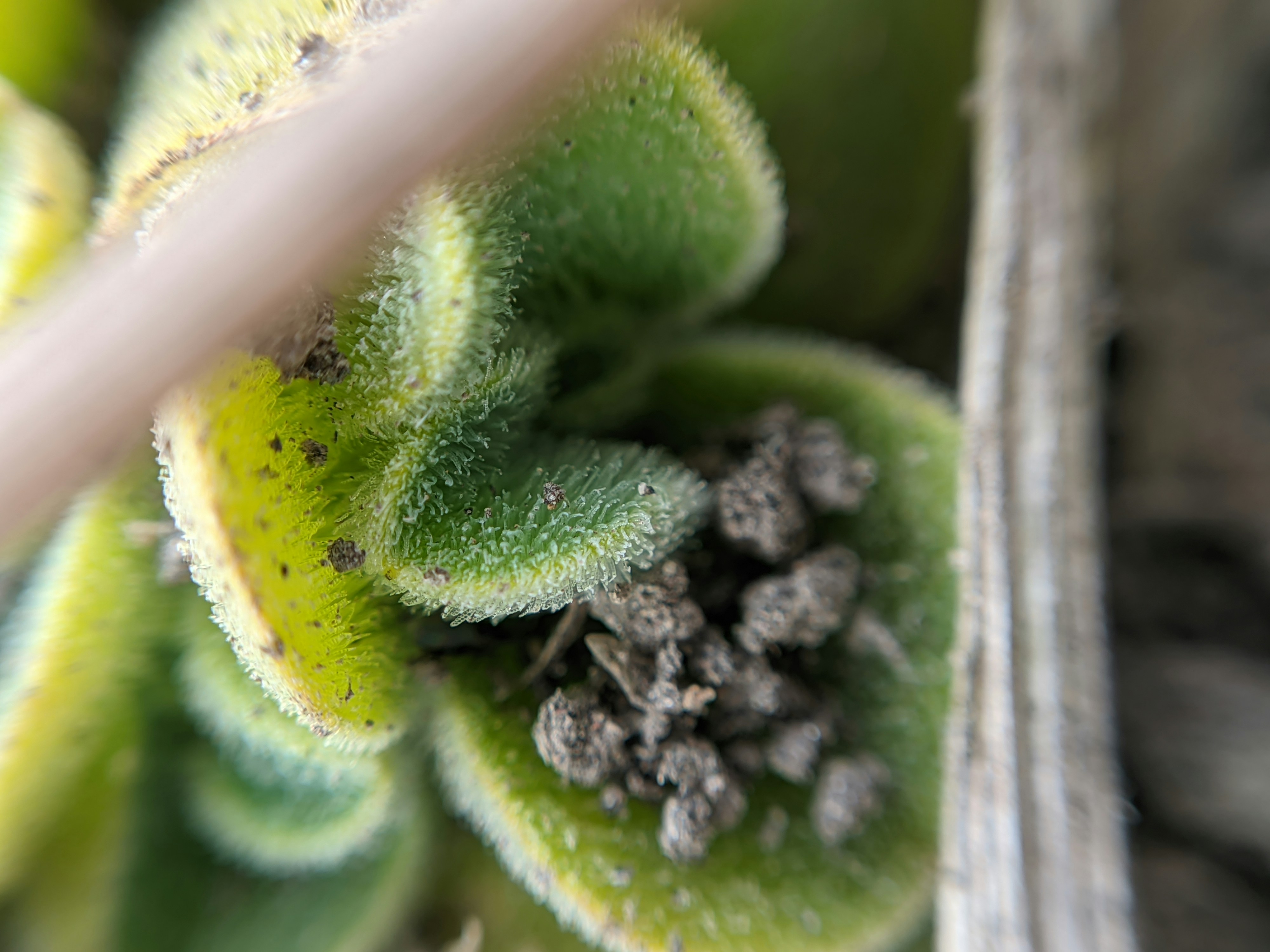 Frosted Foliage: A Macro Moment inside a Coiled Tender