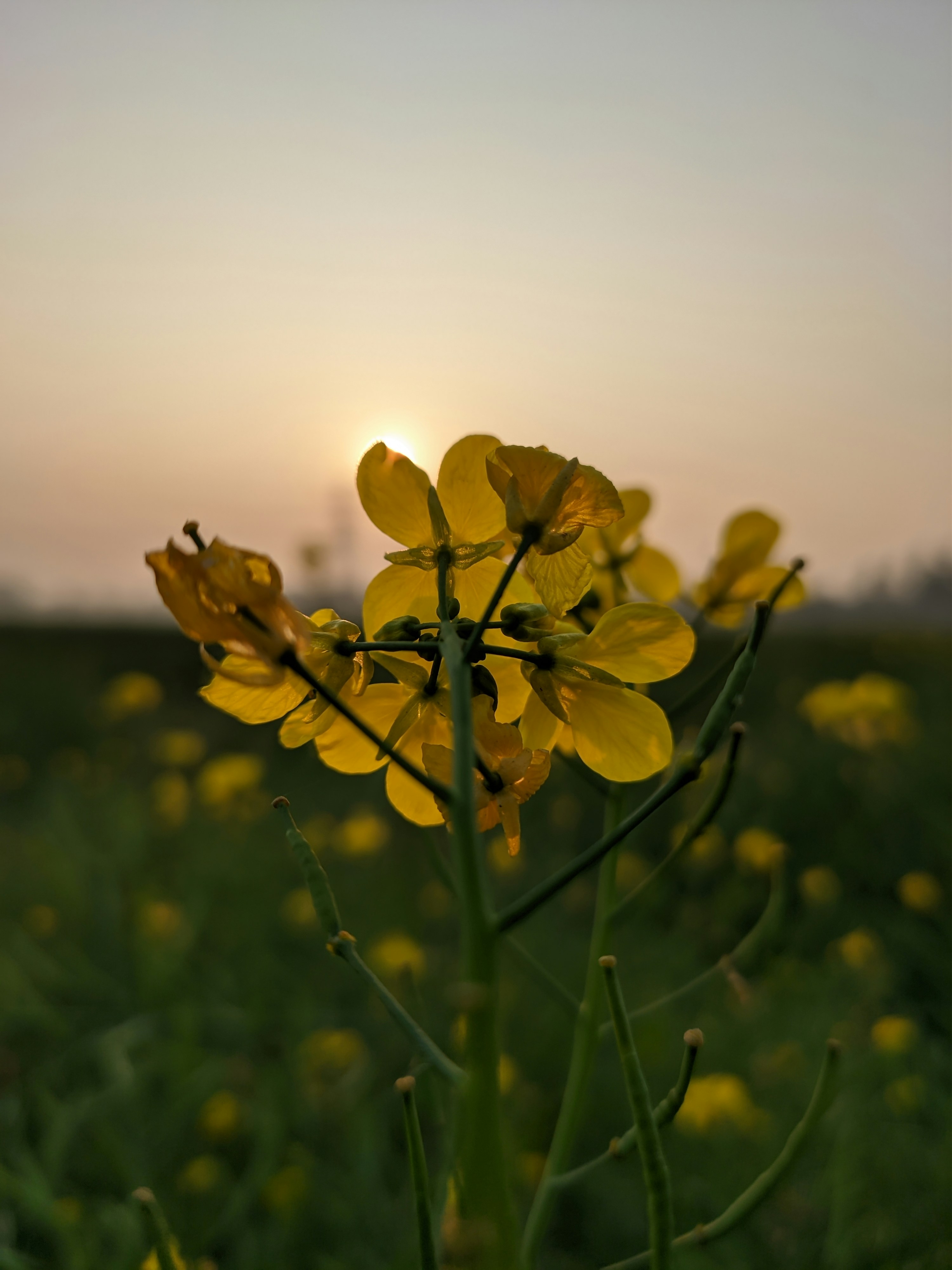Backlit Canary Blossom: Close-Up of a Yellow Bloom in Golden Hour