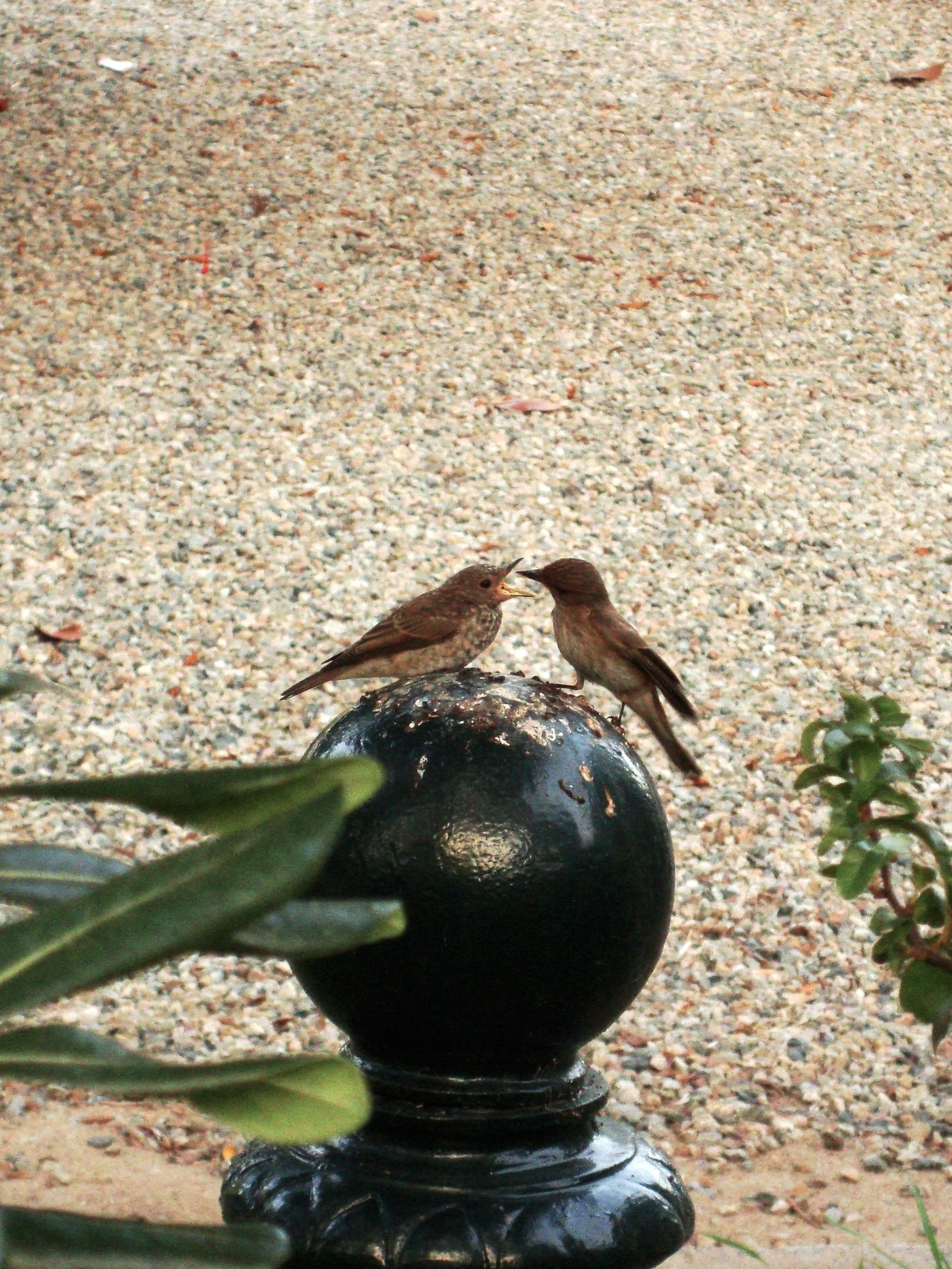 Two sparrows perch on a glossy black finial in a gravel garden, with green leaves framing the scene.