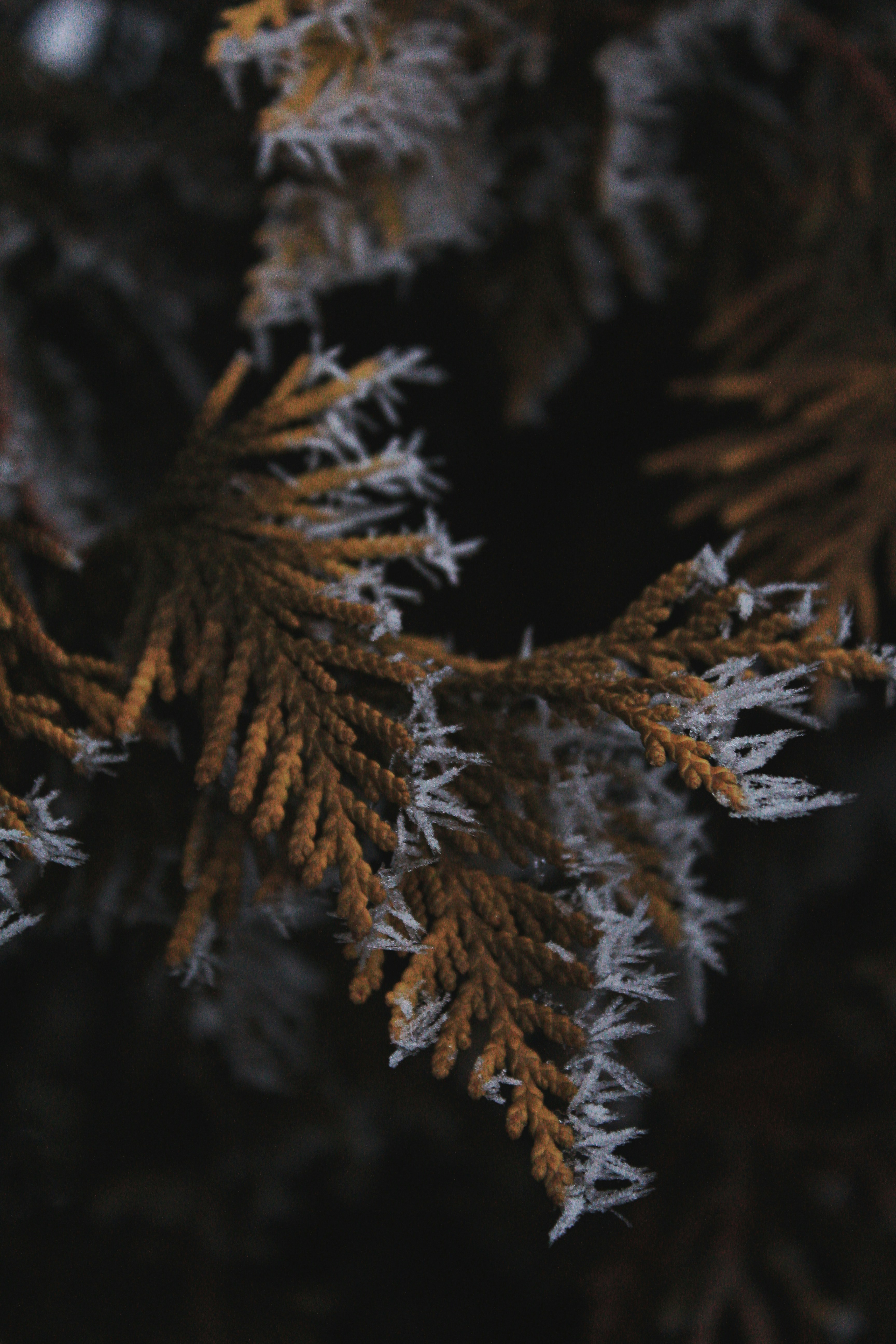 Twilight Frost on a Whispering Conifer