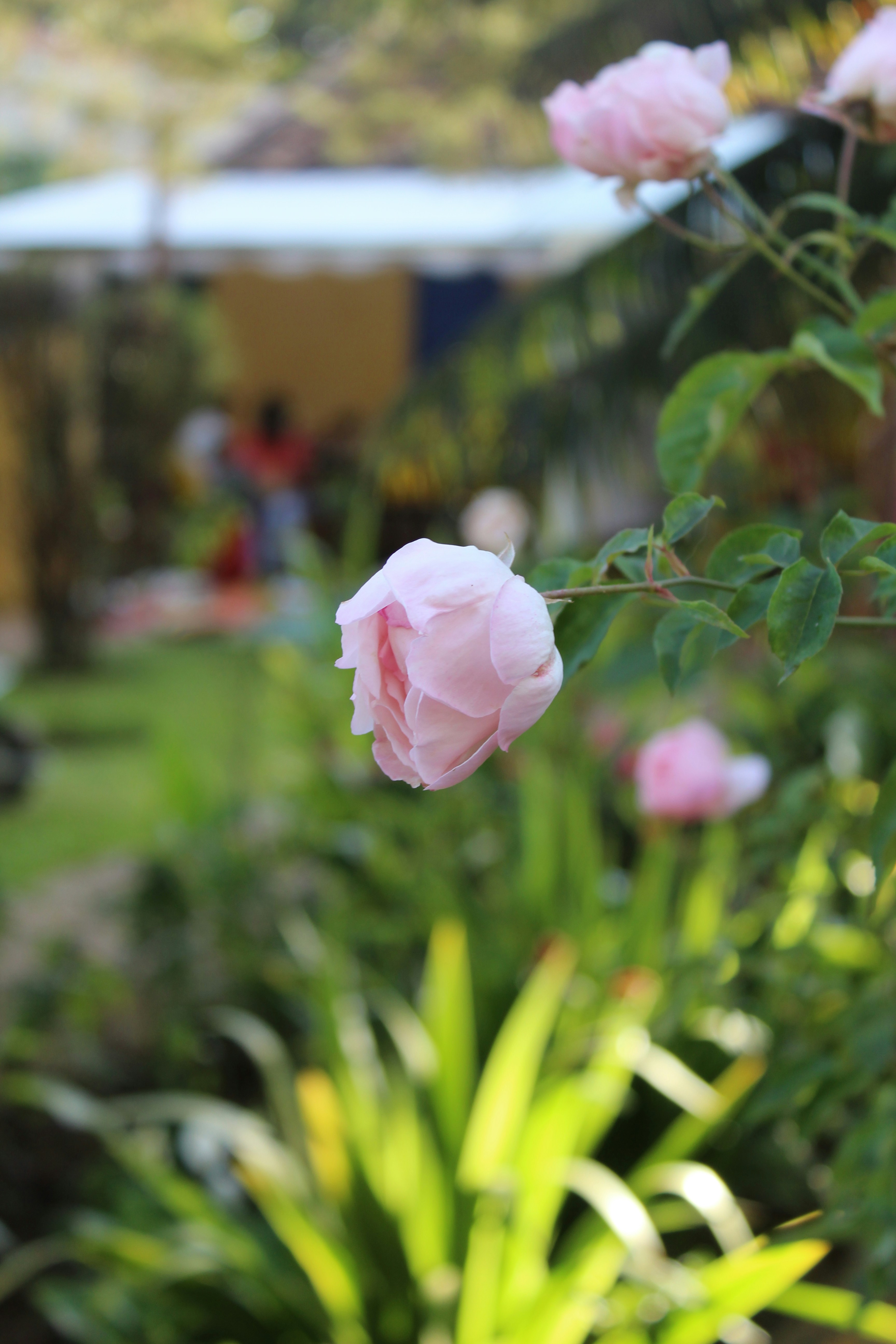 Soft Pink Bloom with Garden Blur
