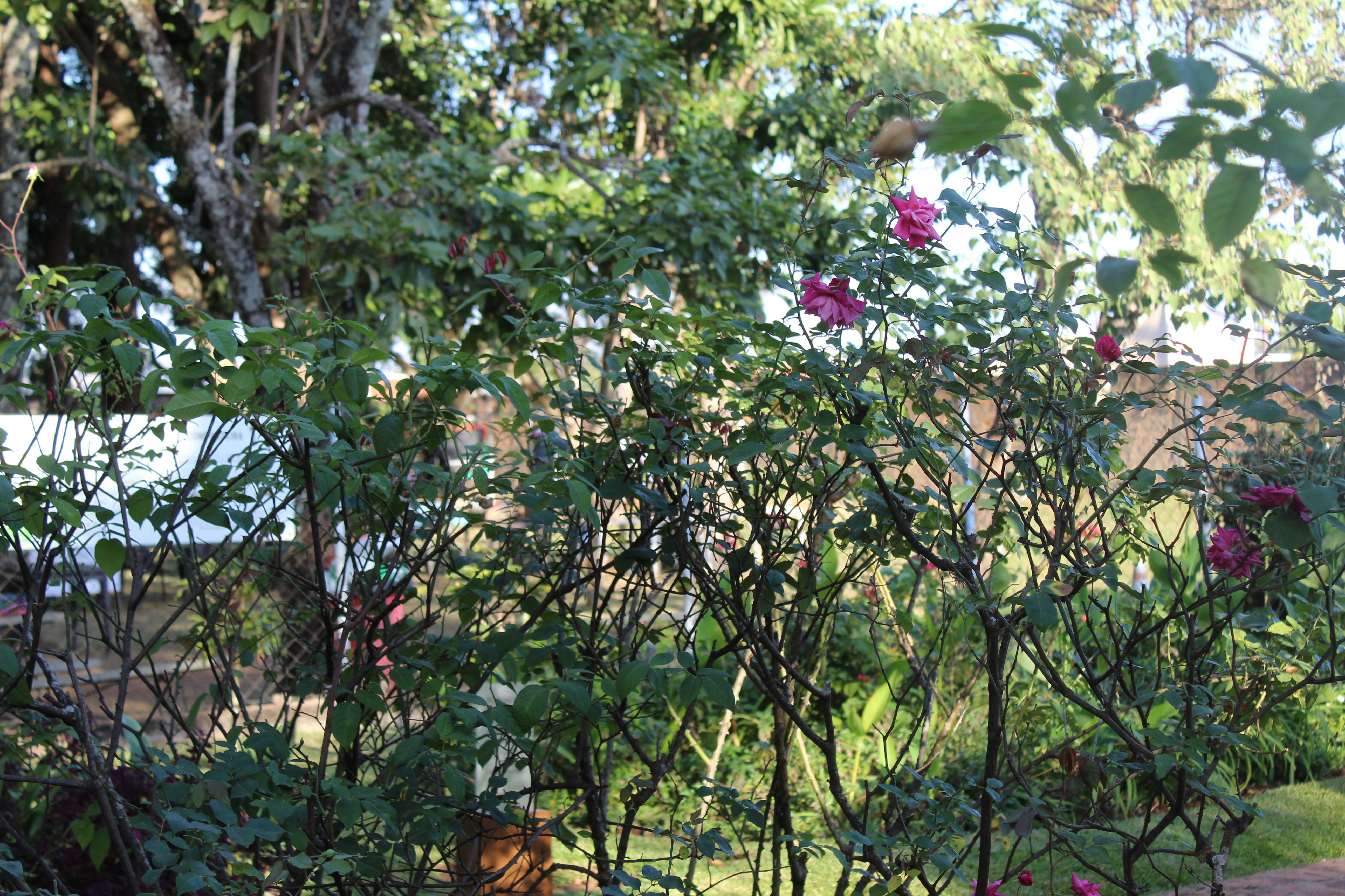 Morning Light on Garden Roses