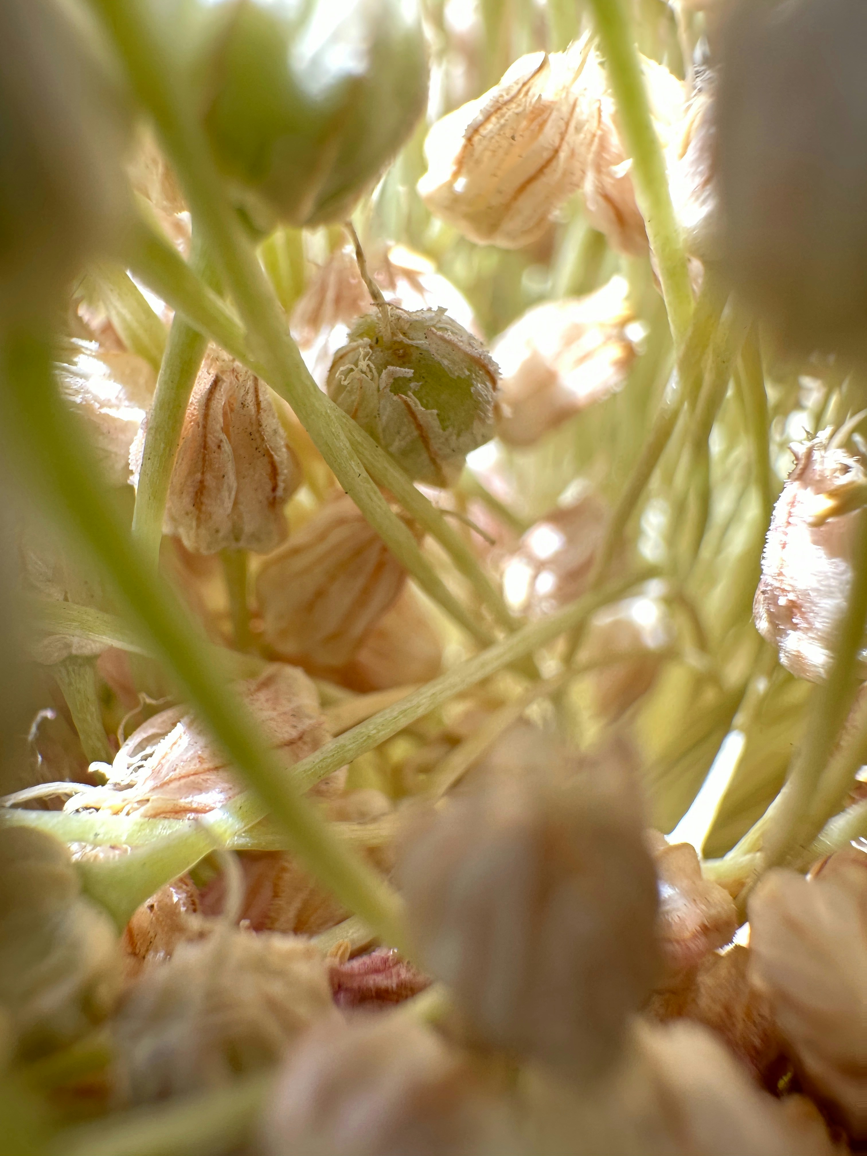 Whispers of Nature: A Close-Up Encounter