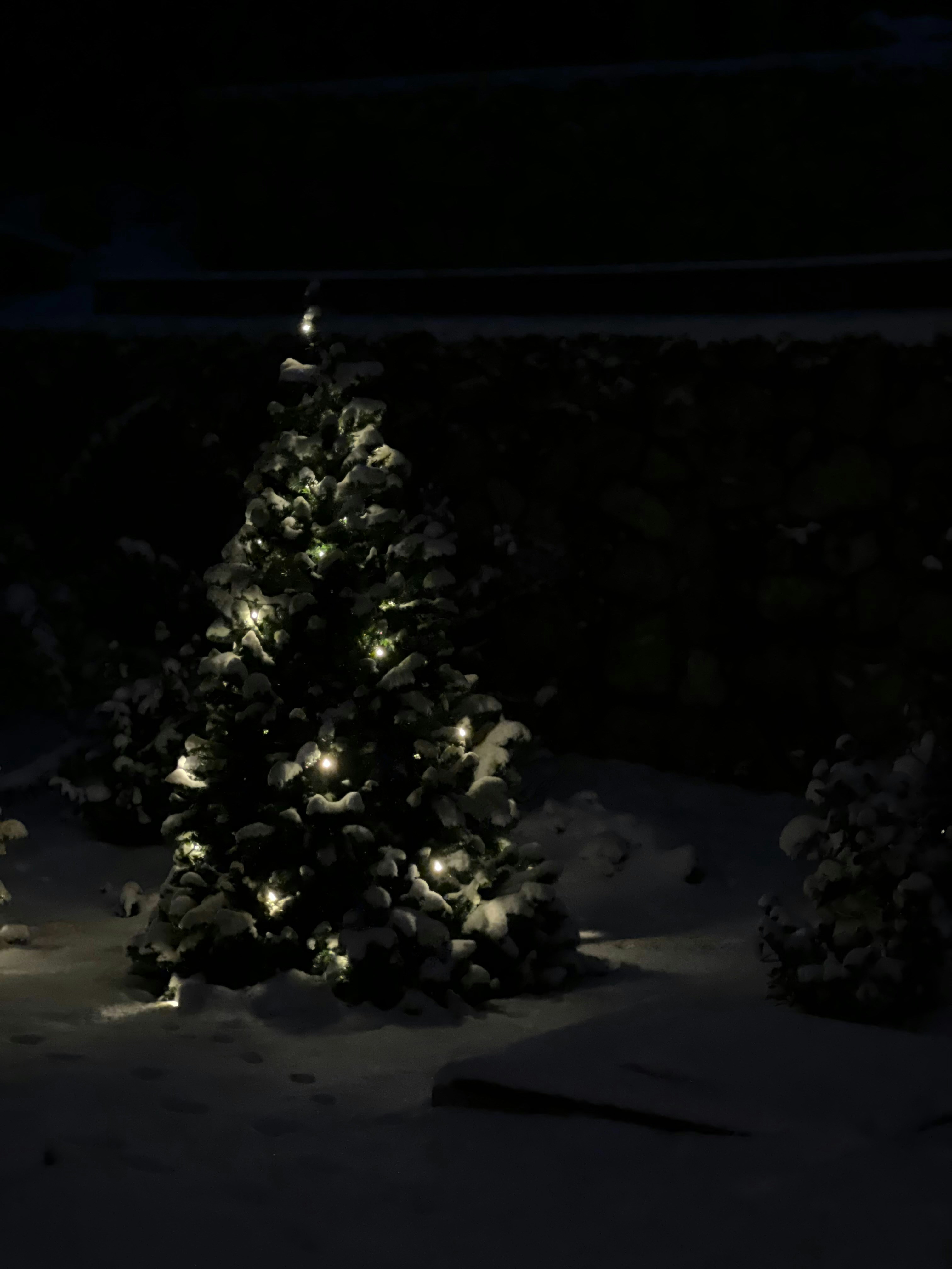 Glow in the Snow: A Moonlit Christmas Fir