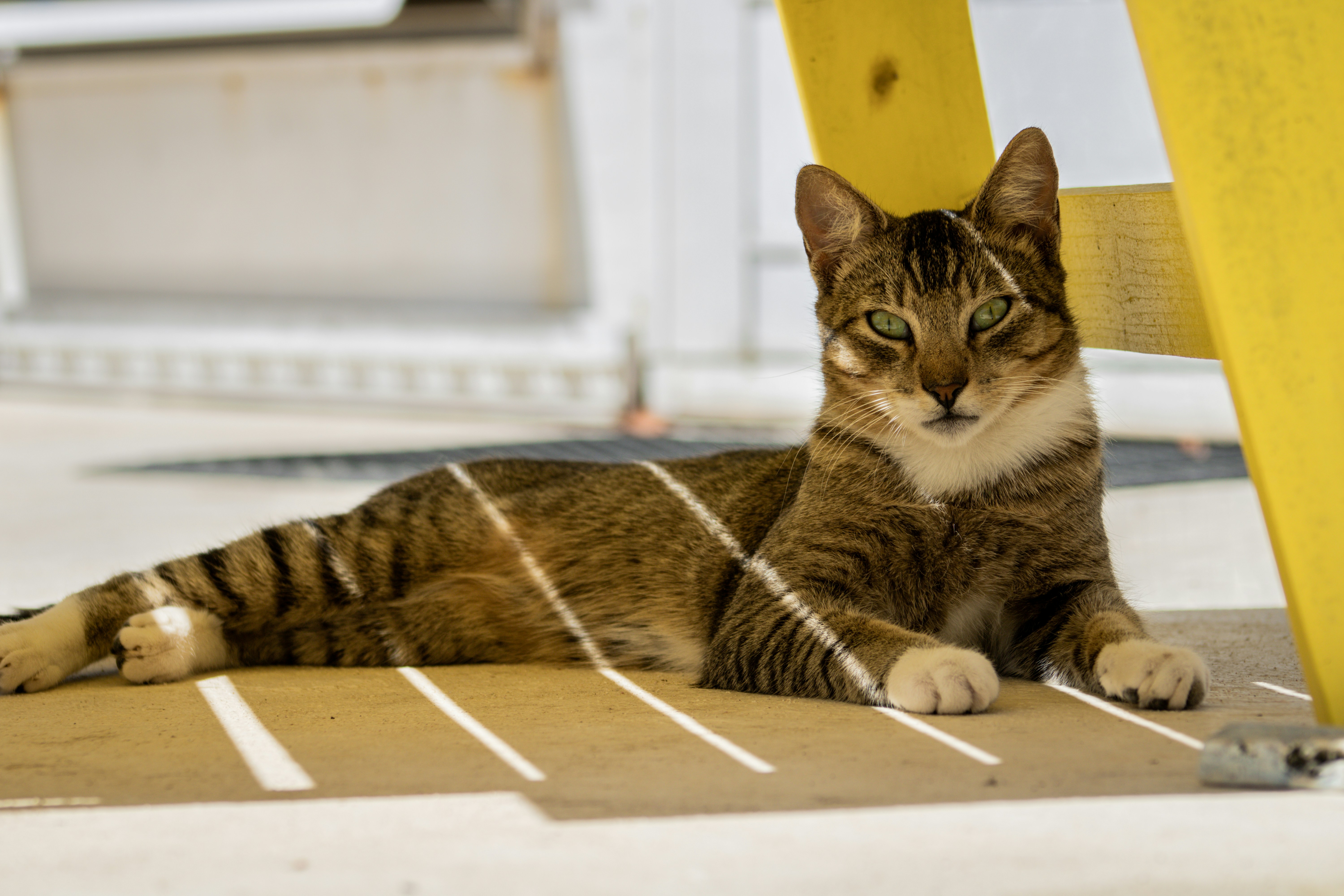 Sunlit Porch Cat: A Green-Eyed Pause Under Yellow Rails