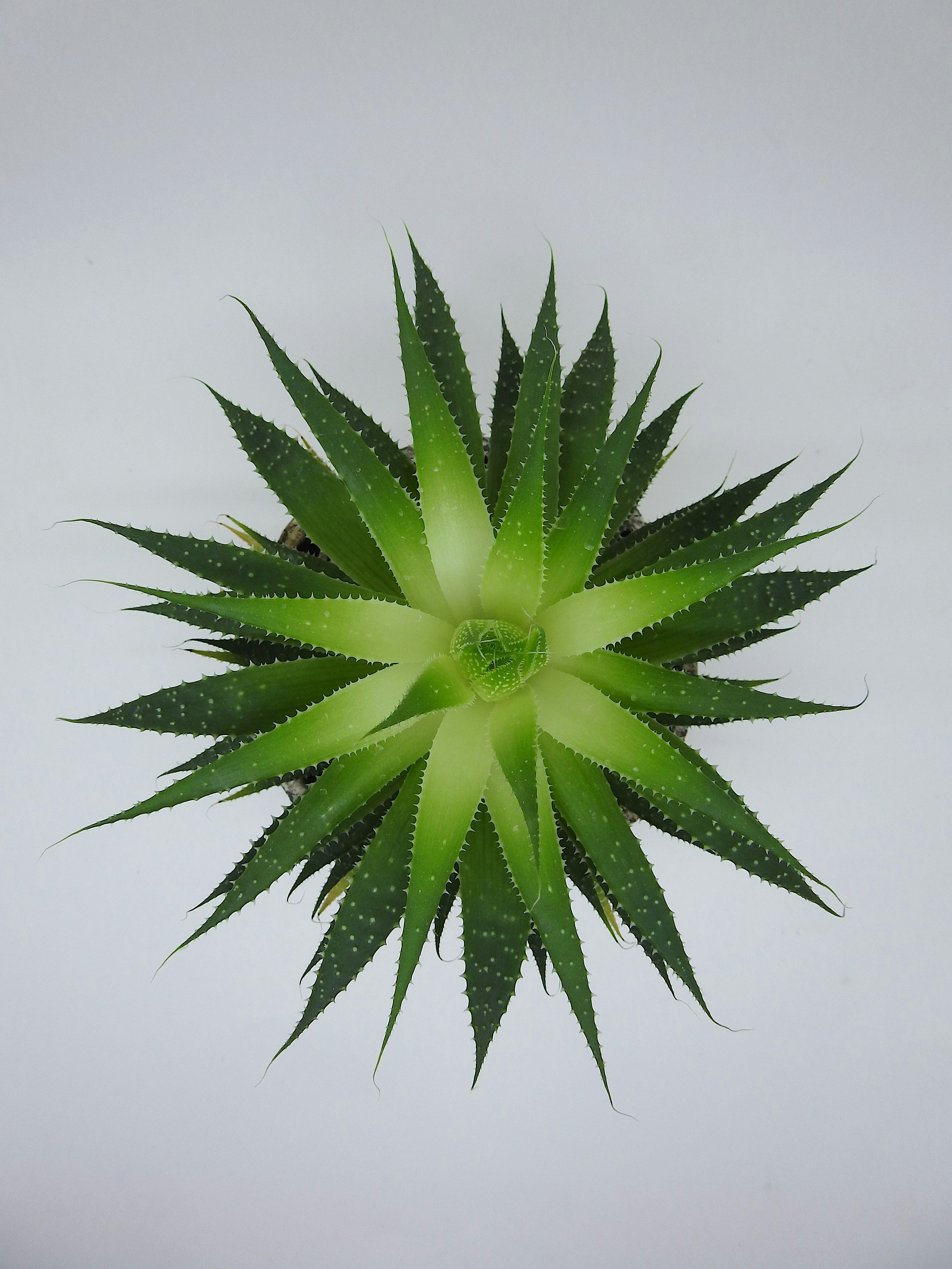 Neon Rosette: A Top-Down Portrait of a Star-Shaped Succulent