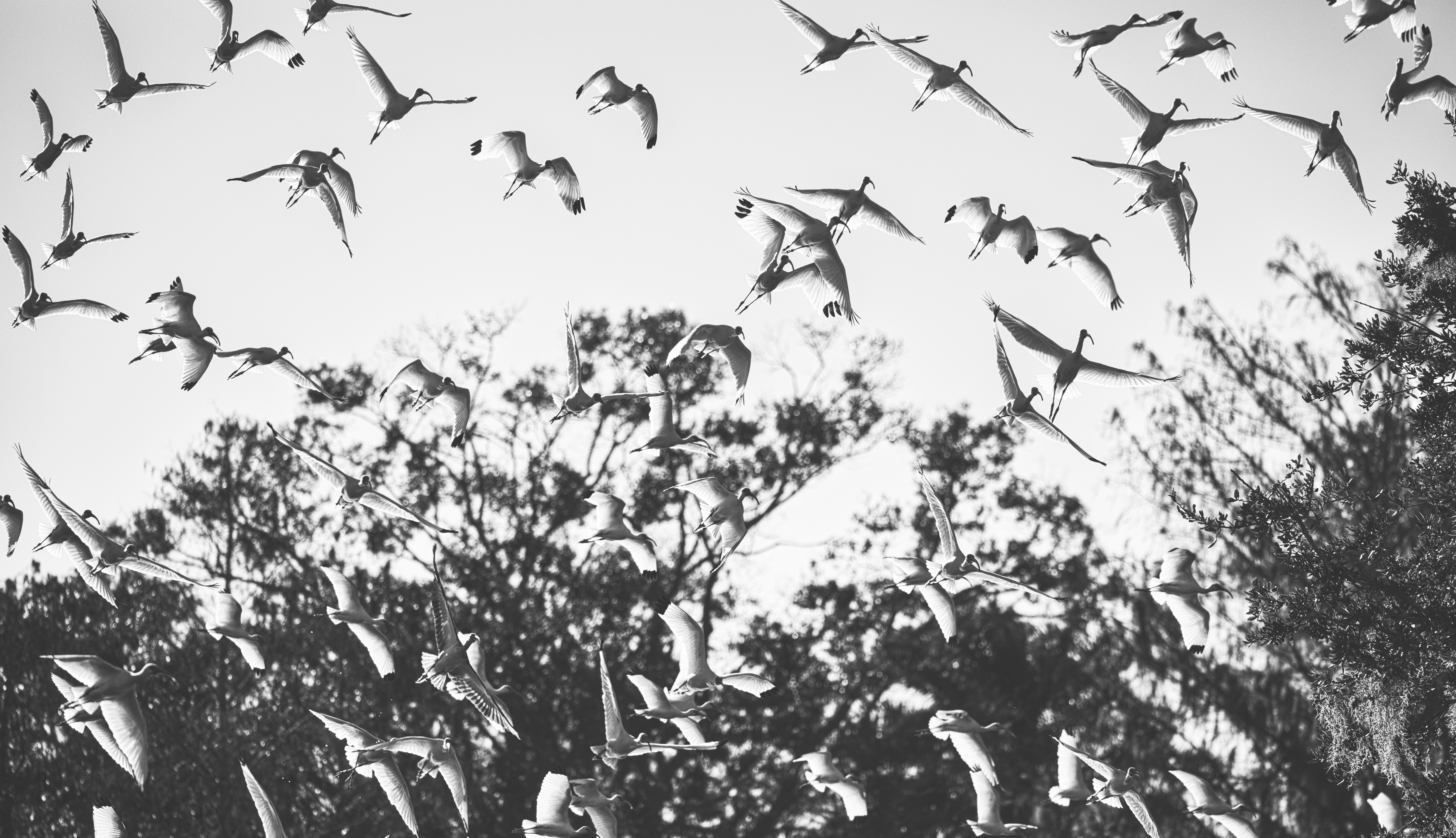 Winged Chorus Over a Quiet Canopy in Monochrome