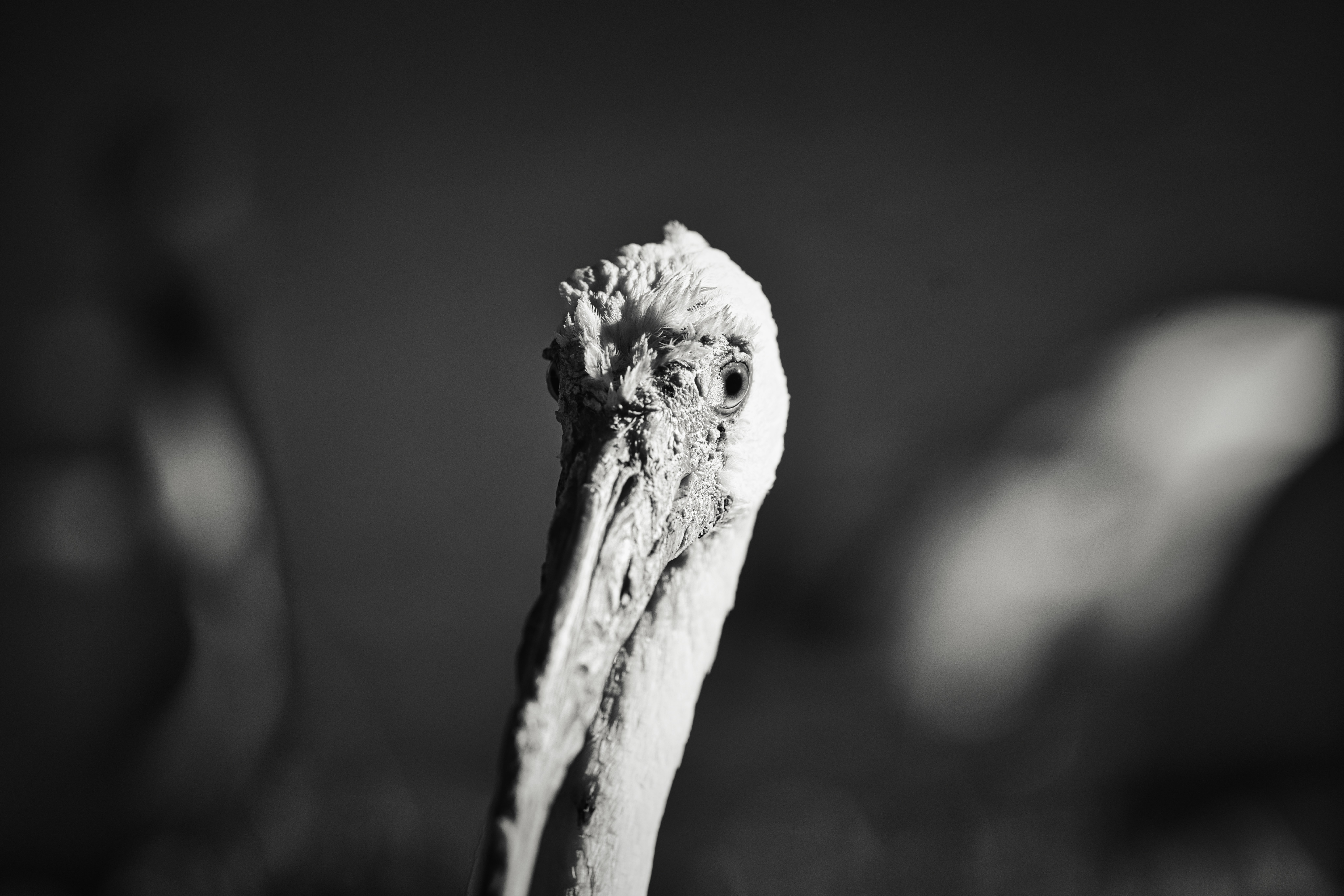 The Pelican's Gaze in Monochrome: A Close-Up Portrait