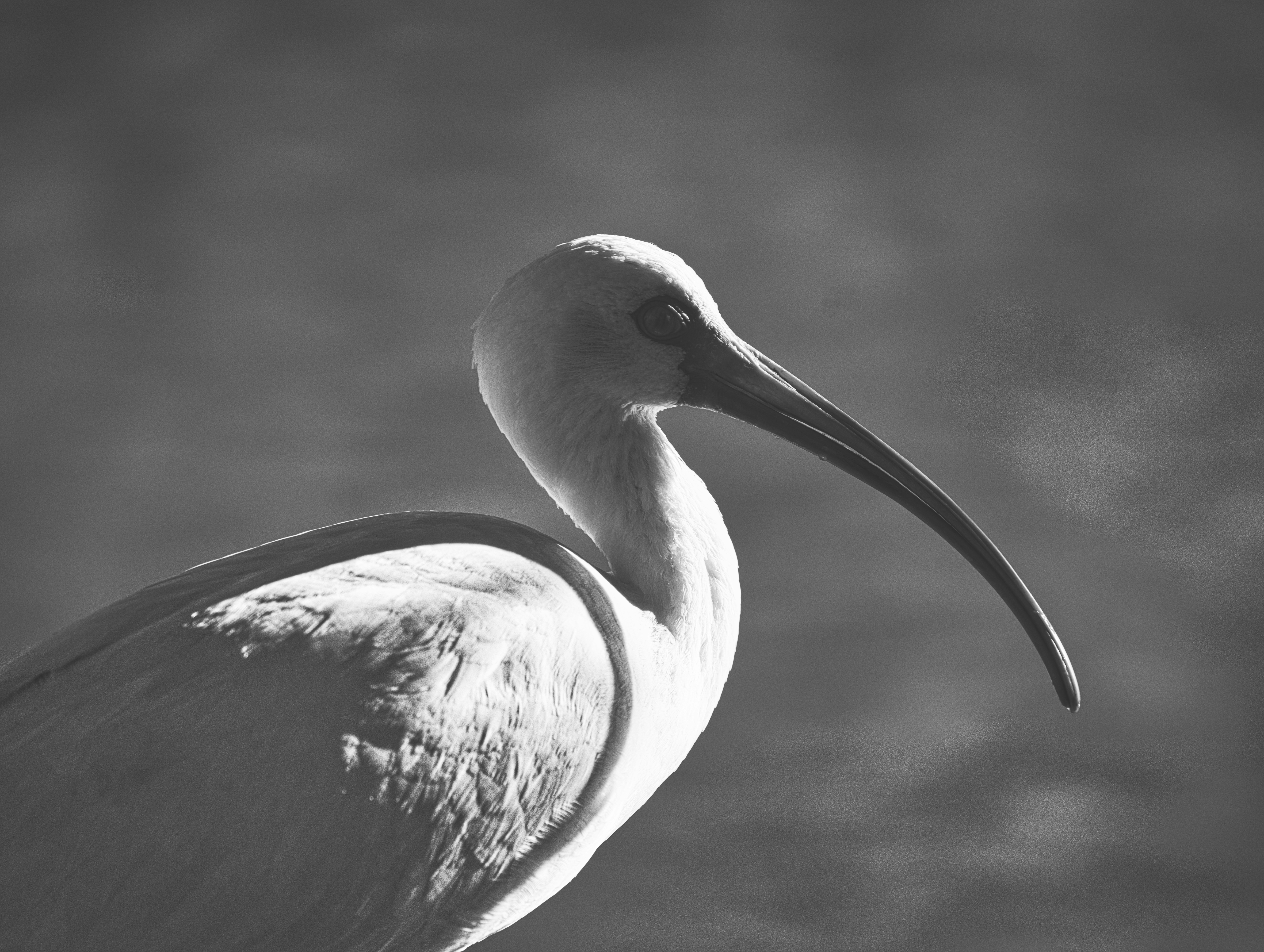 Elegance in Monochrome: The Silent Sentinel