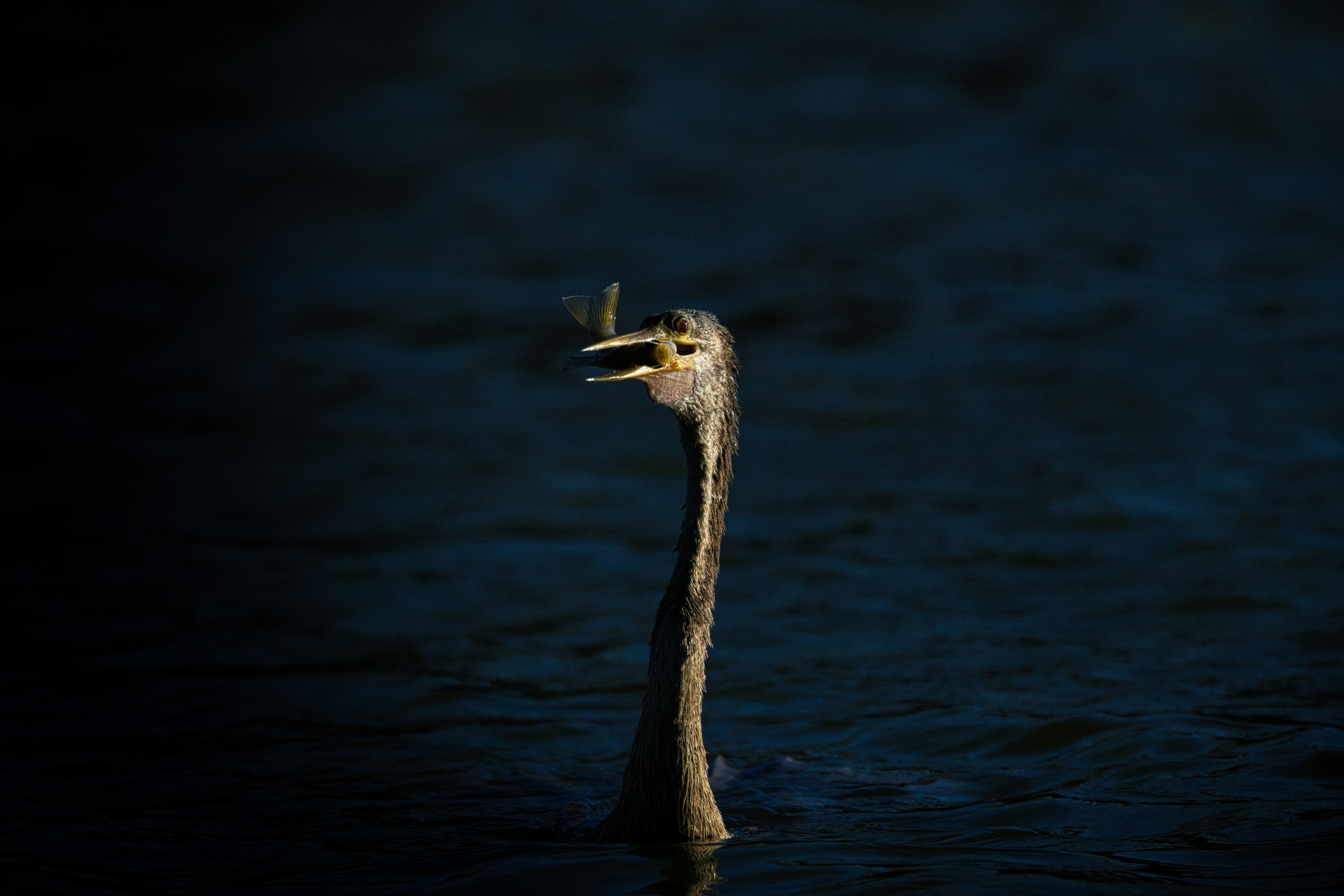 A long necked bird standing in a body of water photo – Free Animal ...