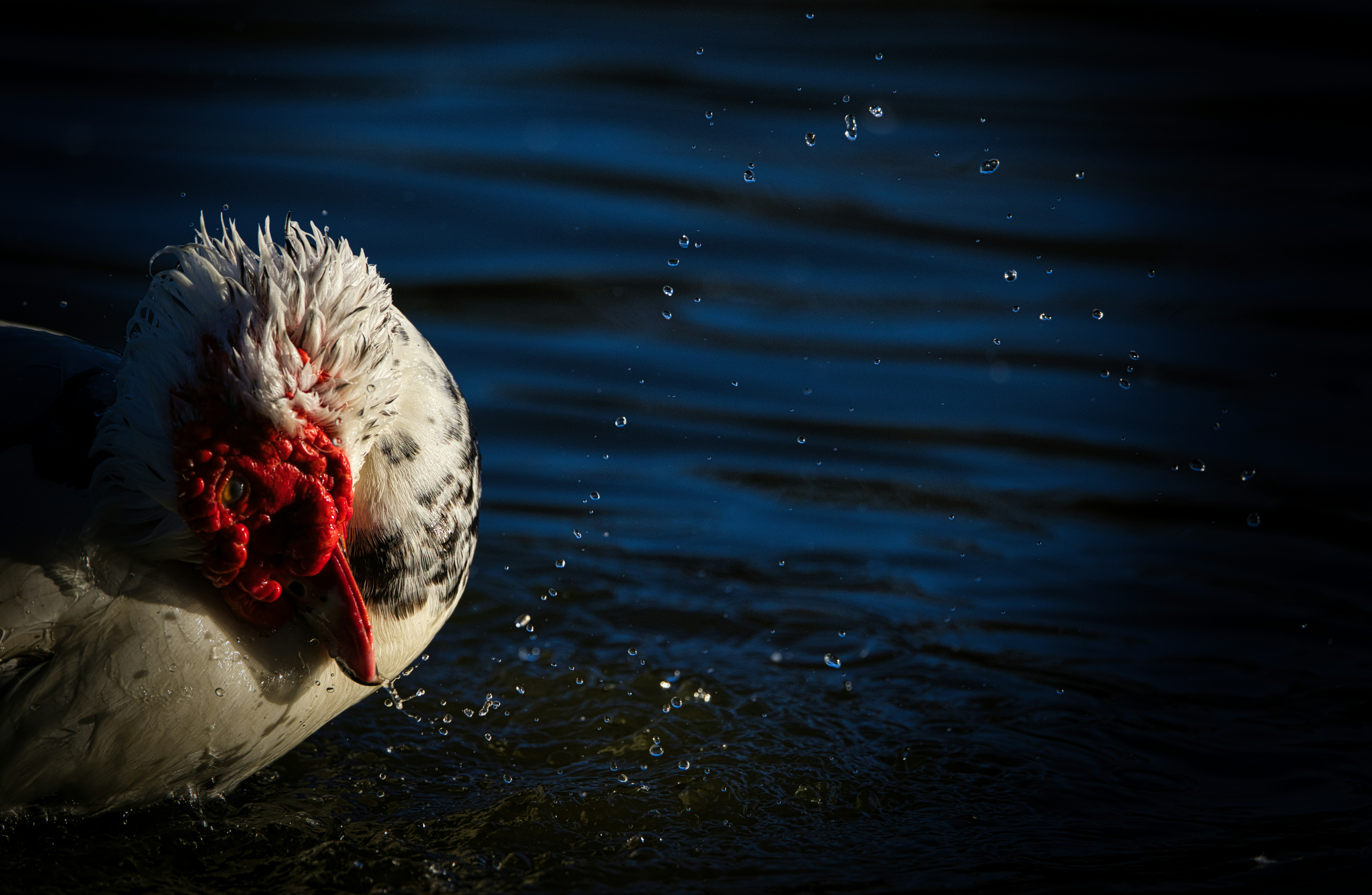 Crimson Mask over Dark Waves: A Close Portrait of a White Goose