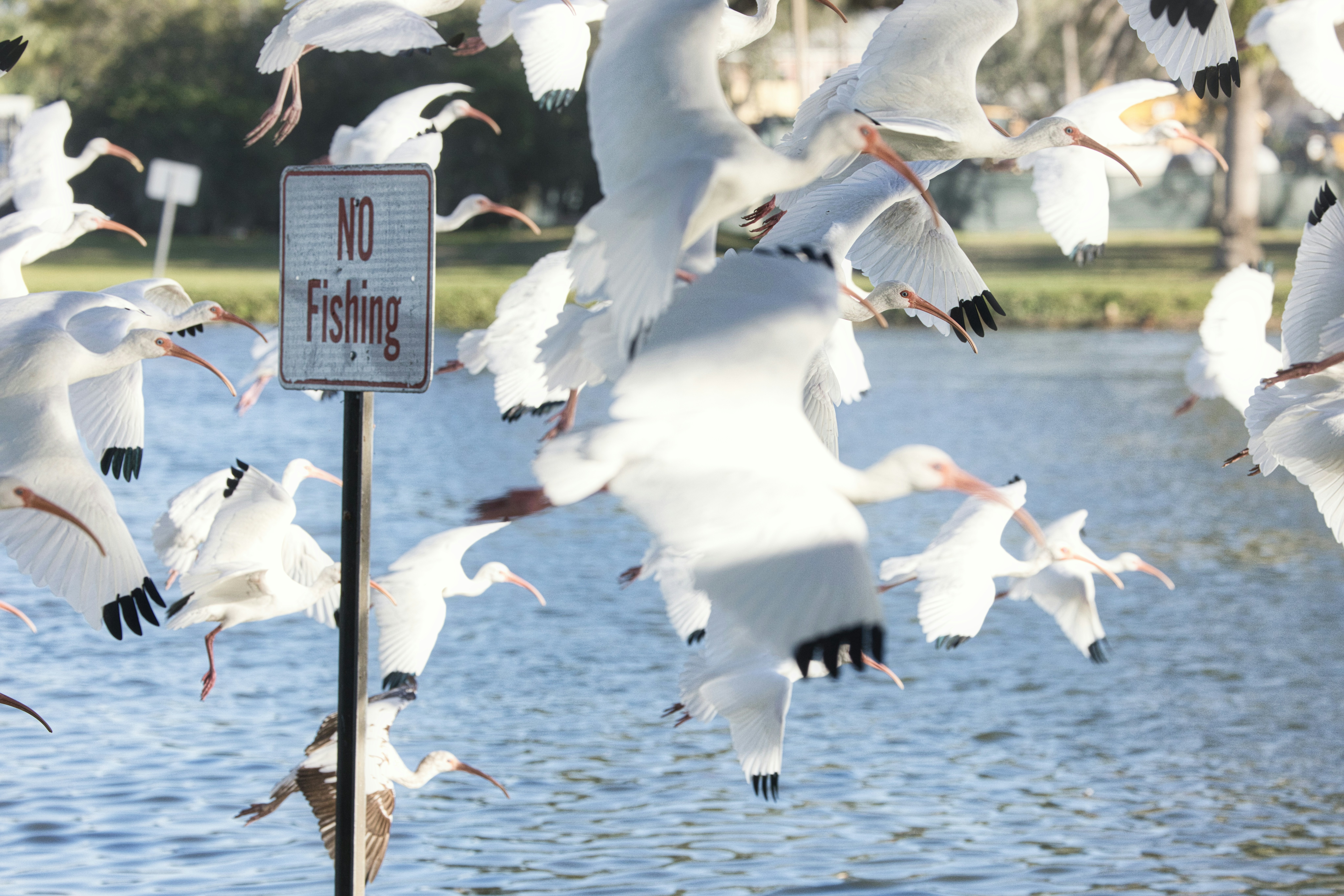 Winged Chorus at the No Fishing Sign