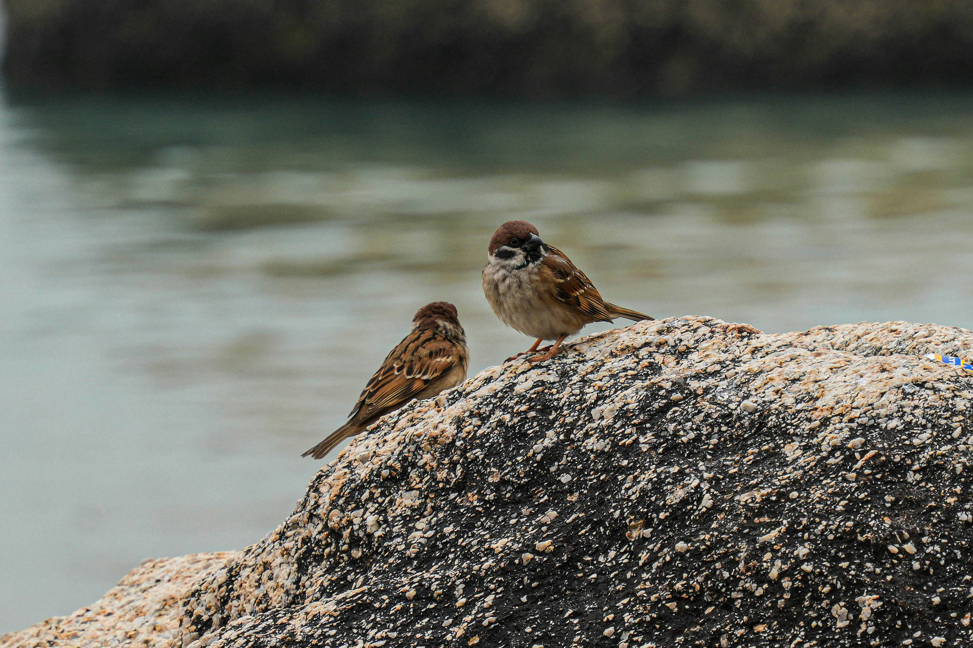 Granite Harbor: Sparrows Perched on Weathered Rock by a Quiet River