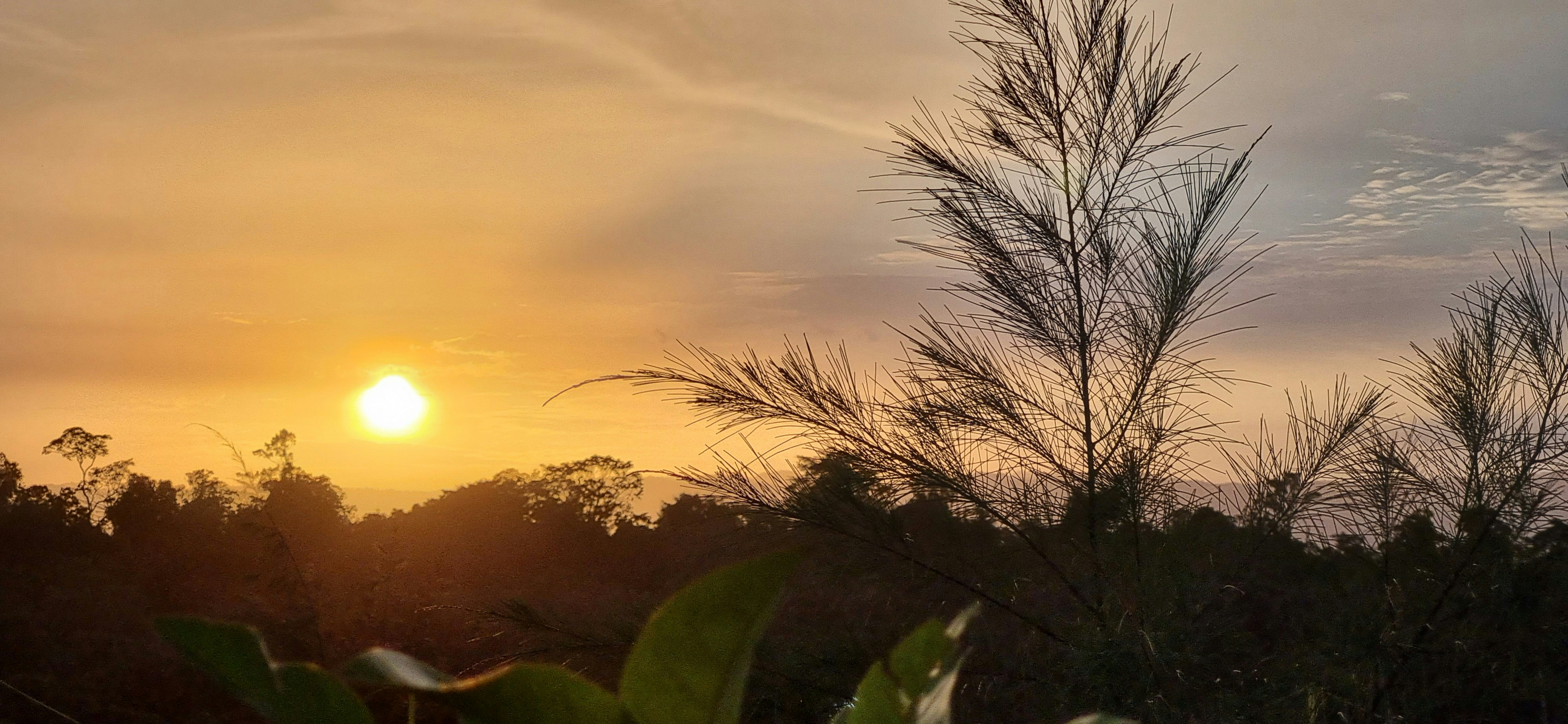 Sunset casting warm hues over silhouetted trees and wispy clouds.
