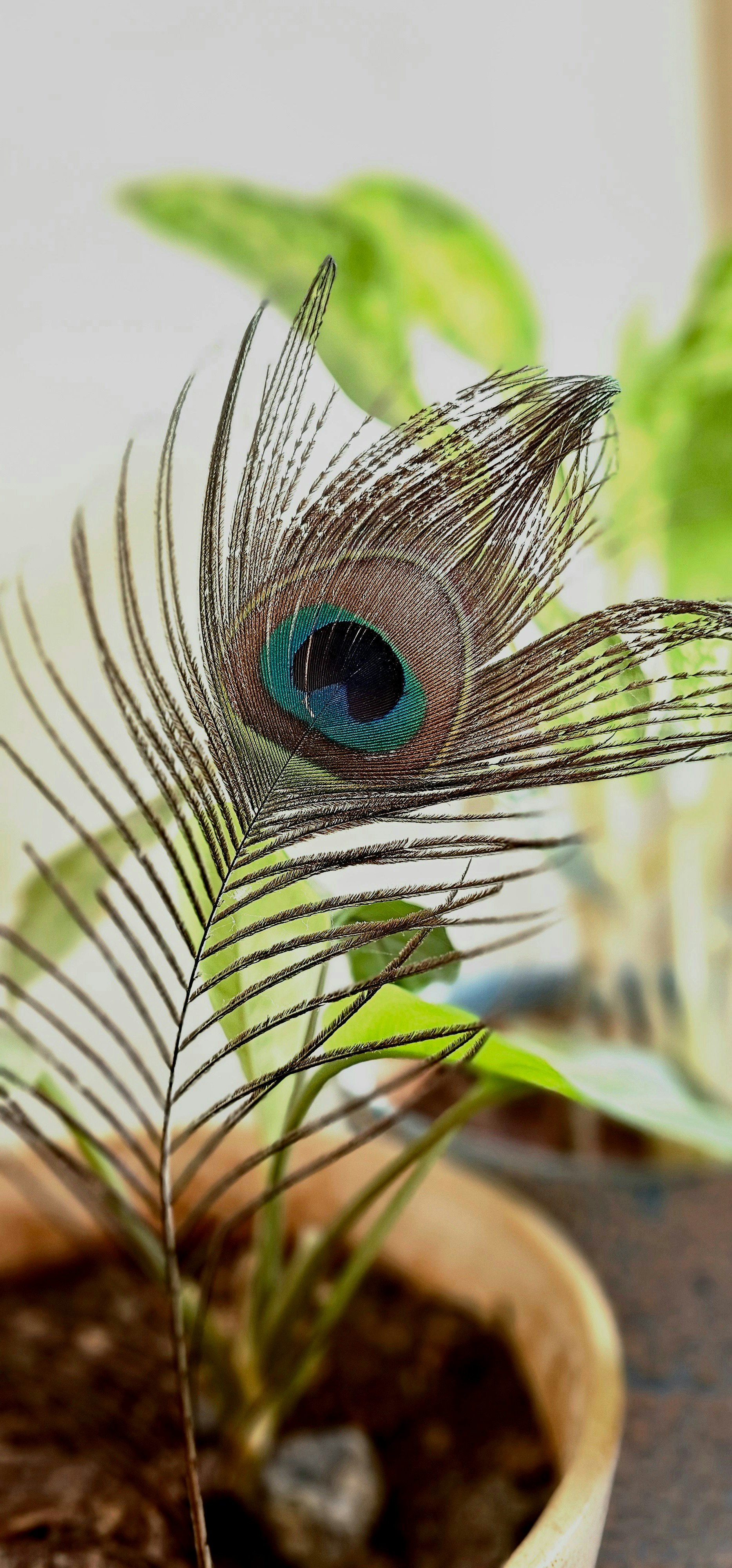 Peacock Eye in Macro: A Feather's Quiet Detail in a Potted Plant