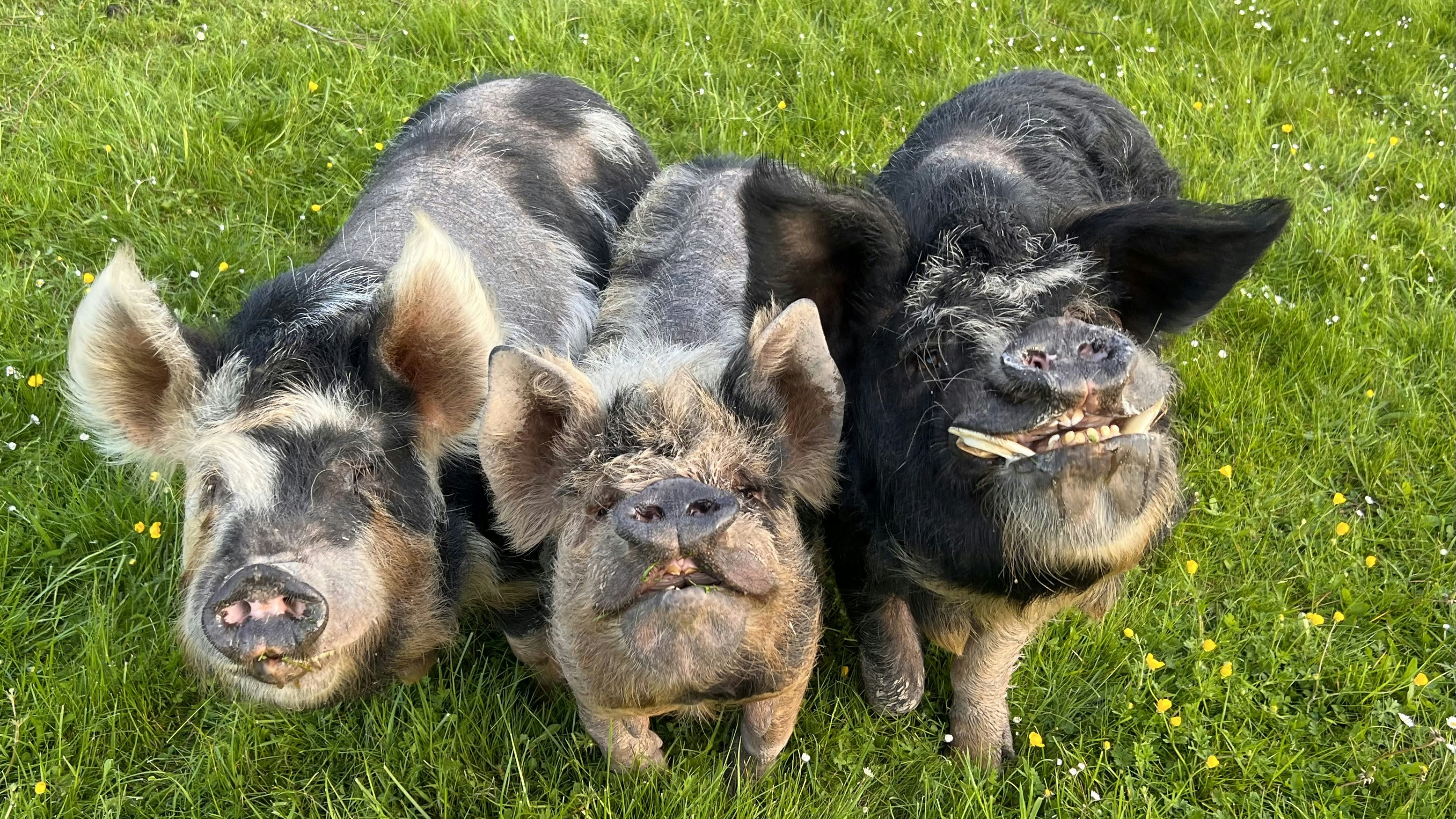A group of three pigs standing on top of a lush green field photo ...