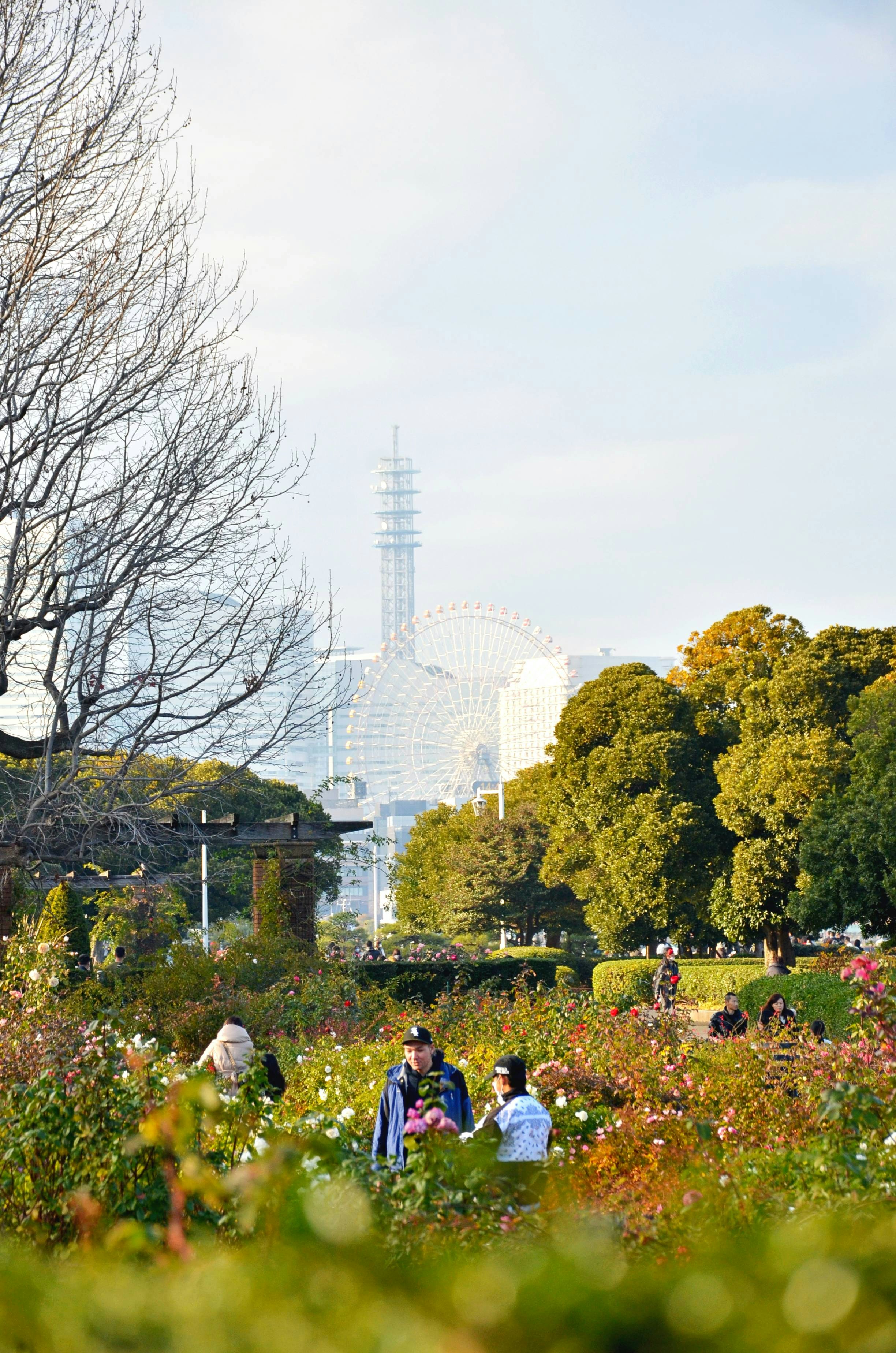 Roses and a City Skyline: A Park Scene Framing the Ferris Wheel