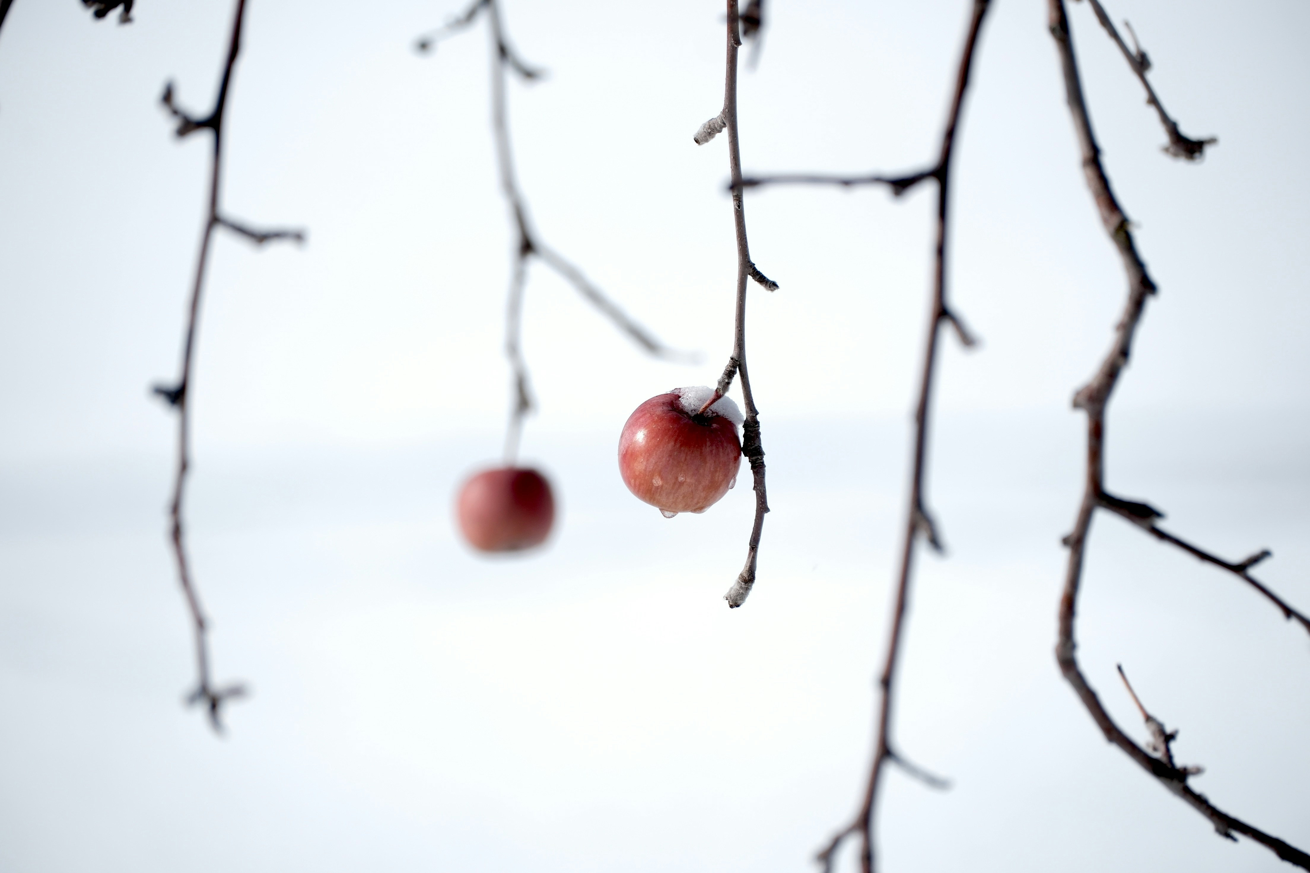 Crimson Apple on a Frost-Dusted Branch