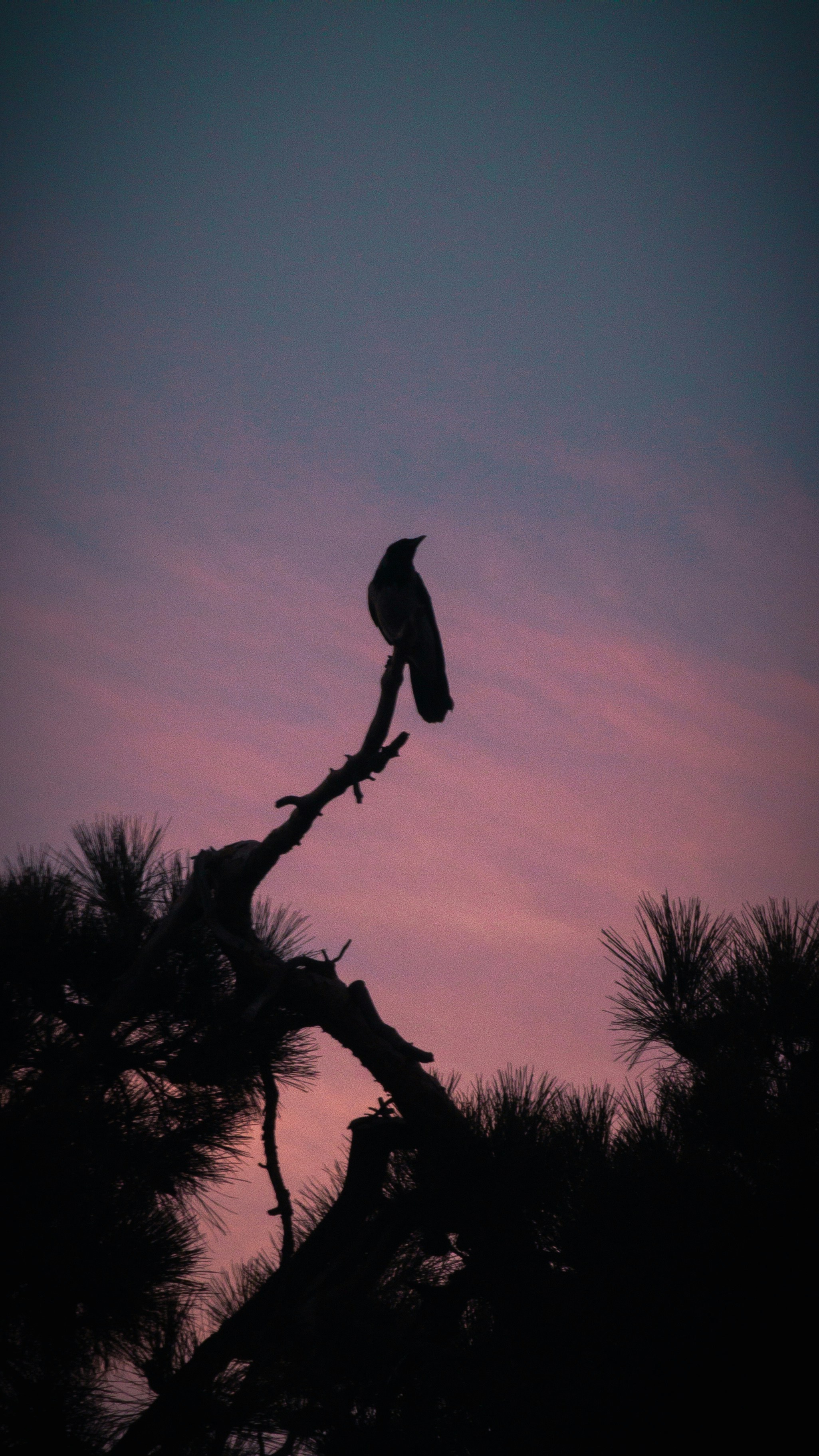 Twilight Solitude: A lone bird on a weathered branch against a lilac dusk