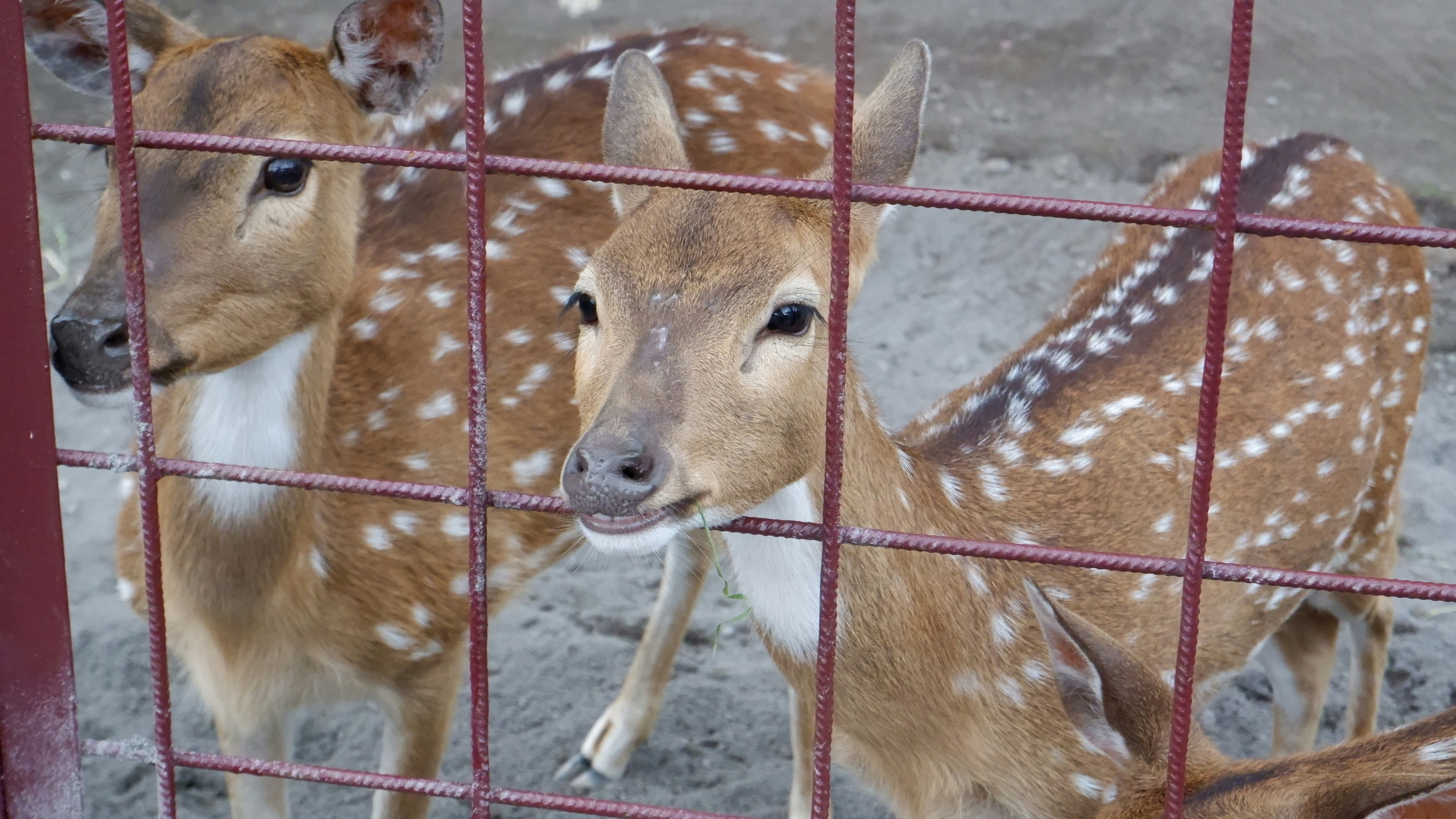 Hi. This image is deer in a cage. Citing the image URL when you use it is highly appreciated! Also let me know if you like my image, thank you. Happy scrolling! Inna