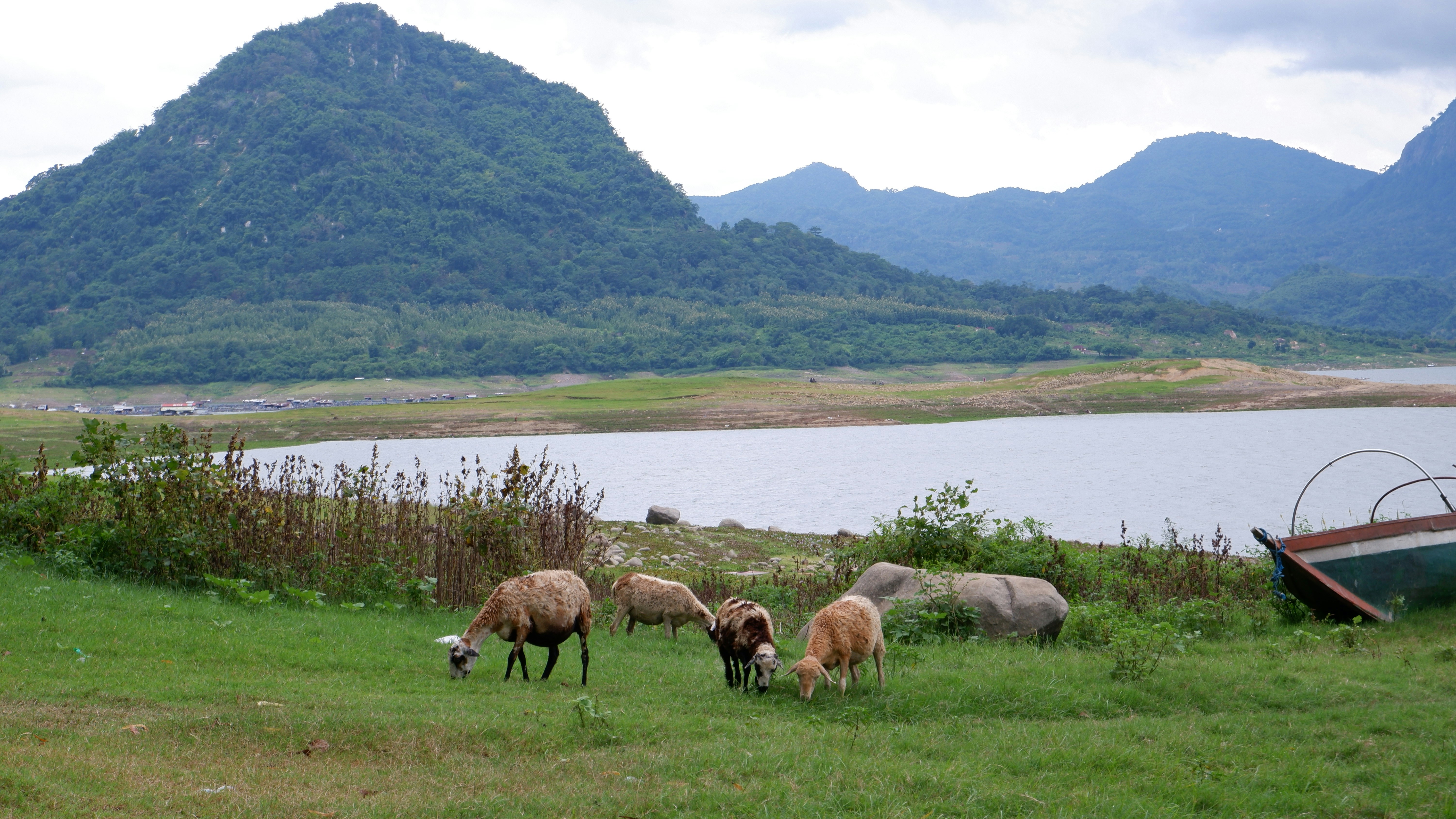 Flock by the Lakefront: Grass, Water, and a Mountain Ribbon