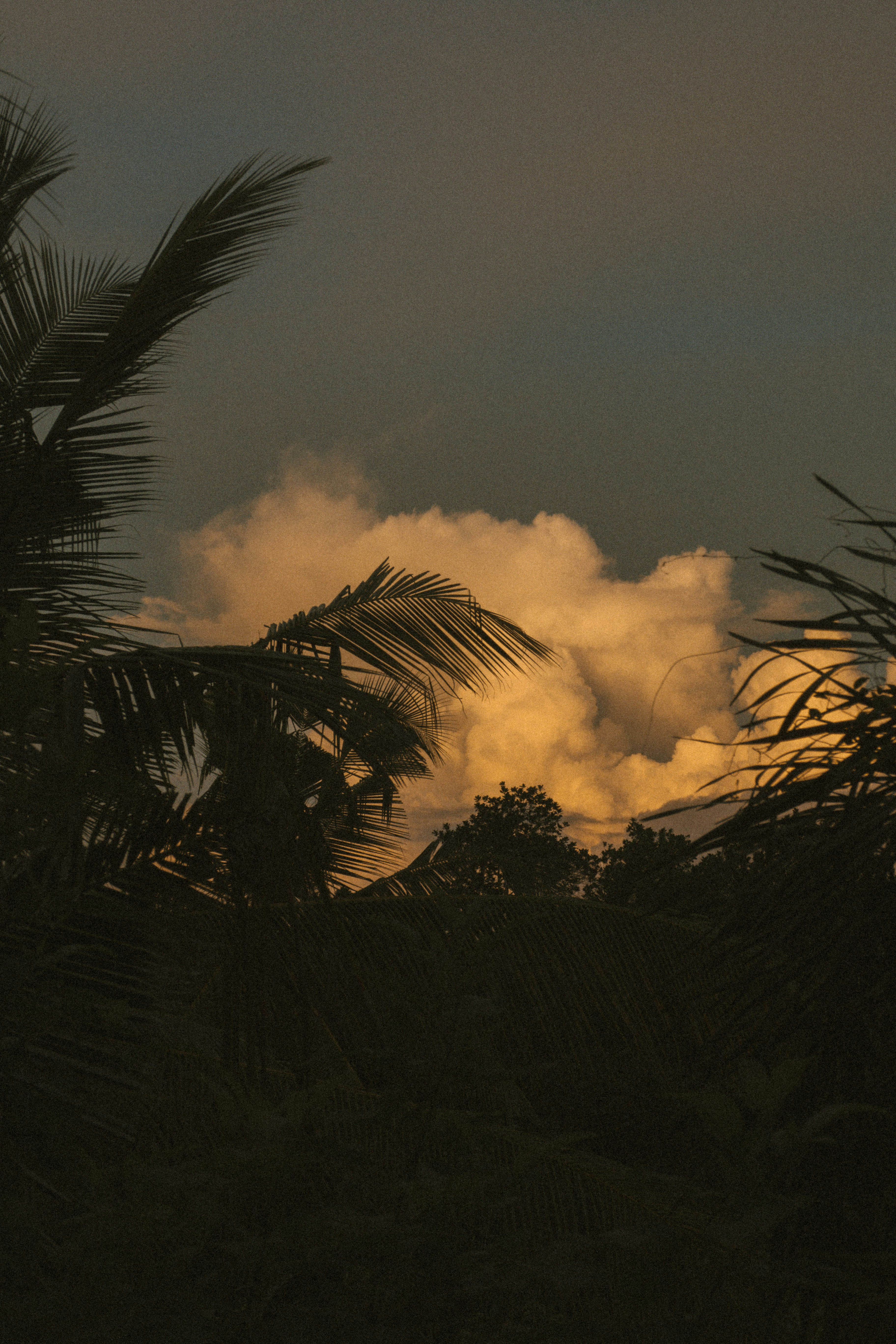 Golden clouds illuminated against a backdrop of silhouetted palm leaves at dusk.