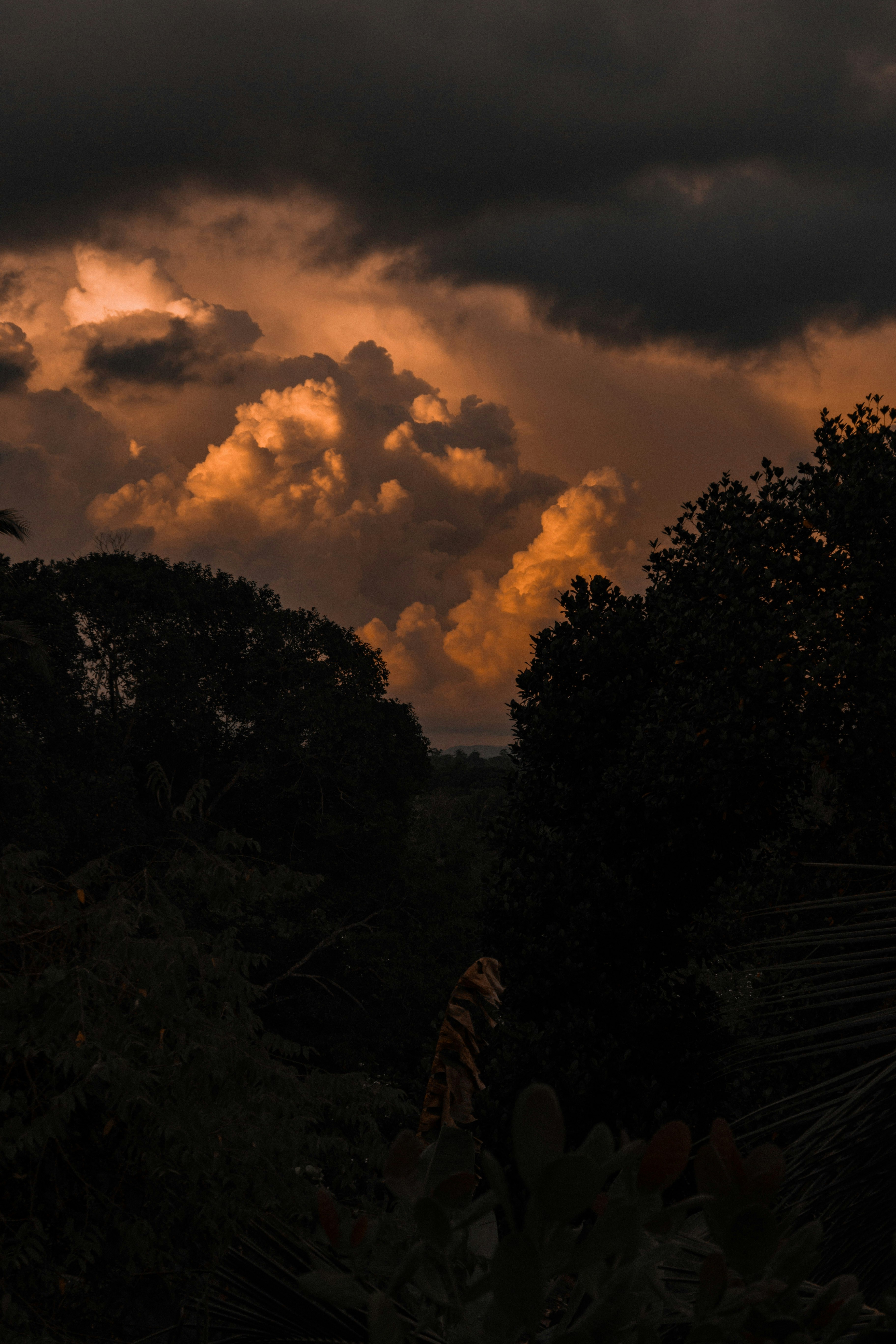 Ember Skies Over a Quiet Tropical Canopy