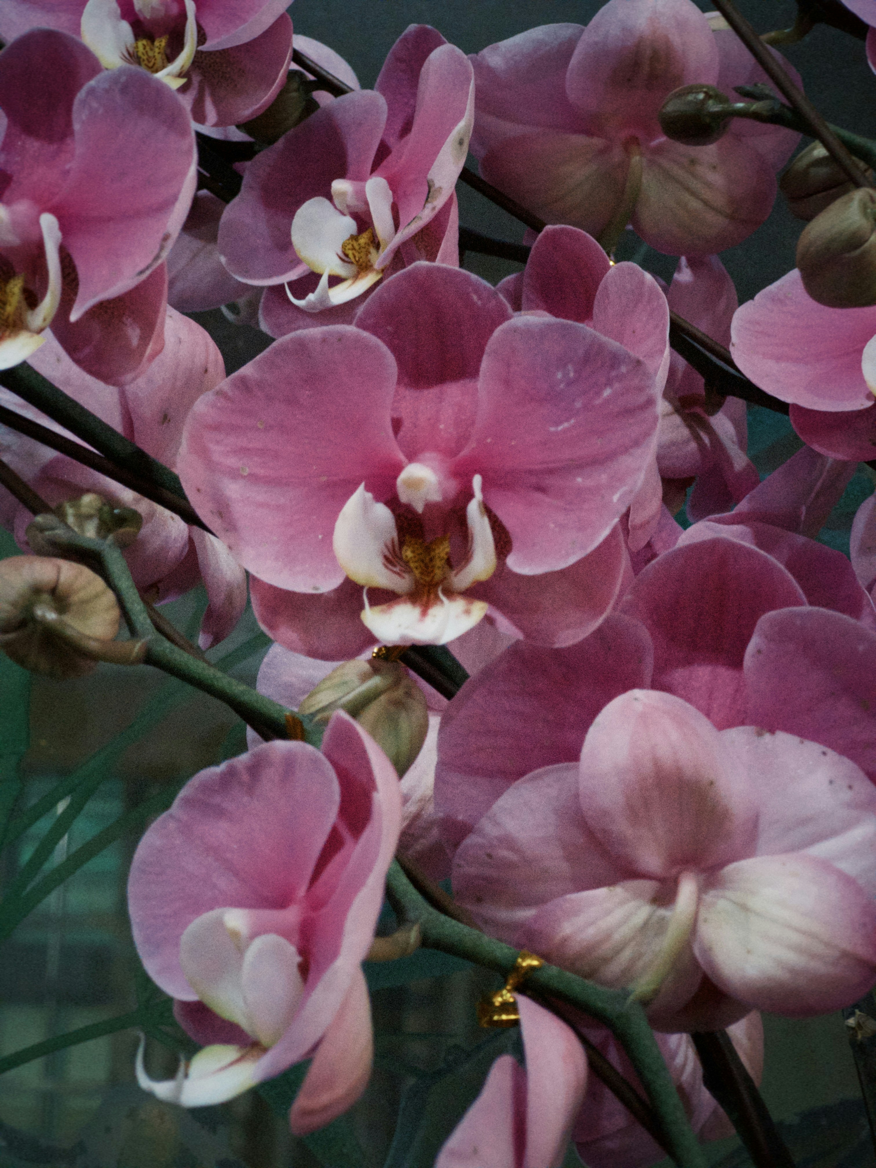 Whispering Pink: close-up Phalaenopsis orchids in velvet light