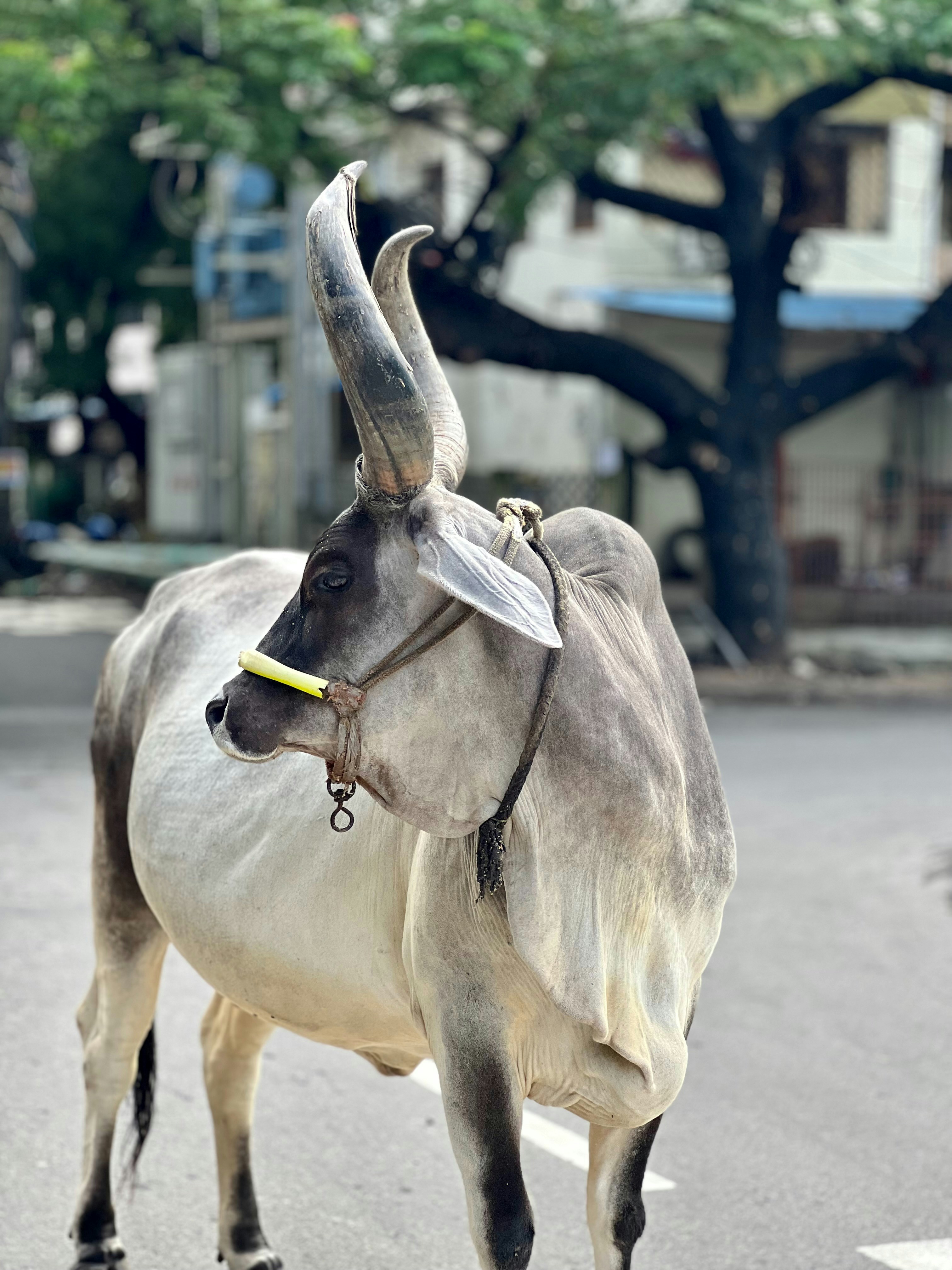 Horned Clerk: A Bull in the Street with Bright Nosegear