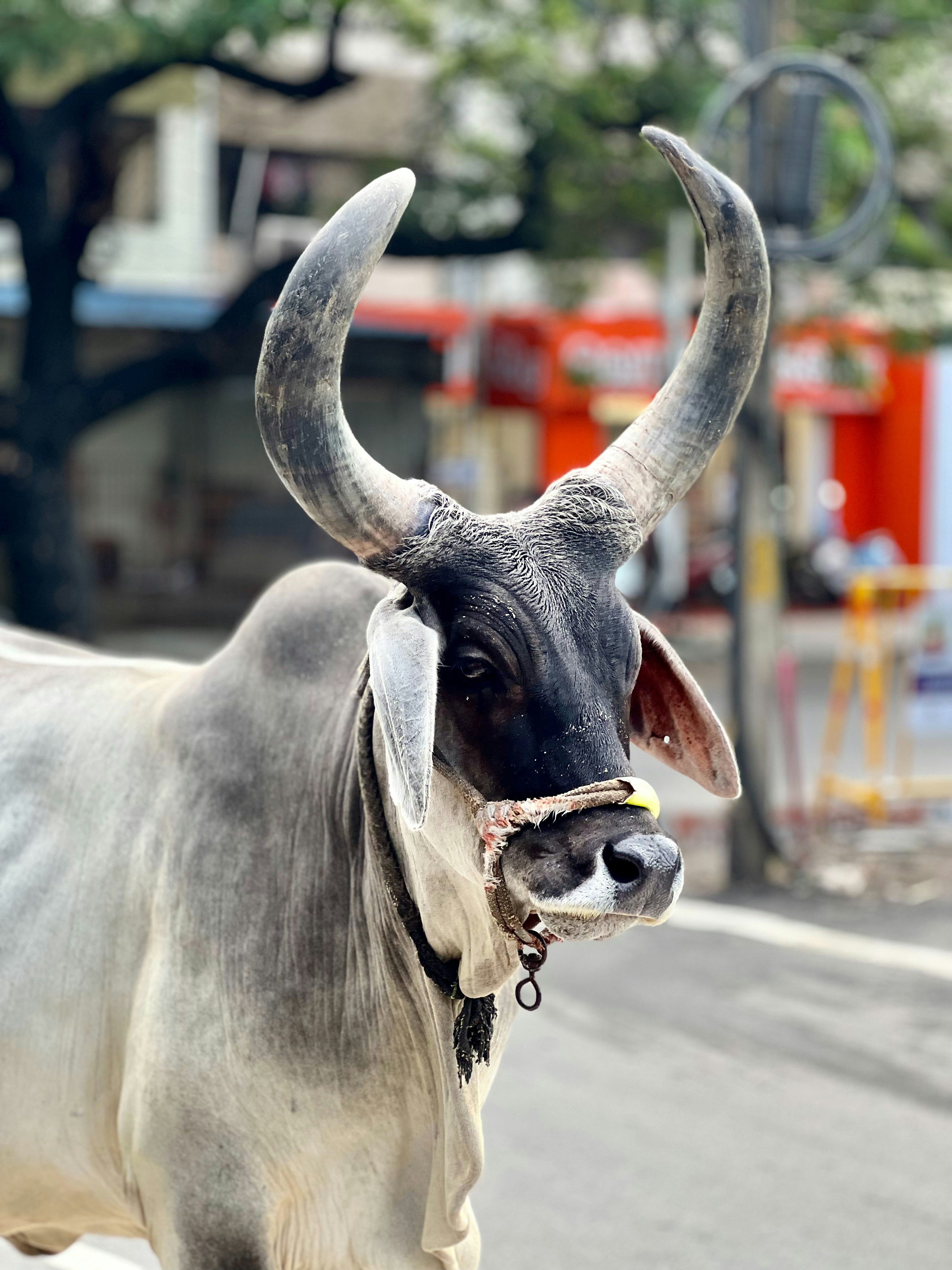 Streetside Sentinel: A Horned Cow Holds Court on a City Street