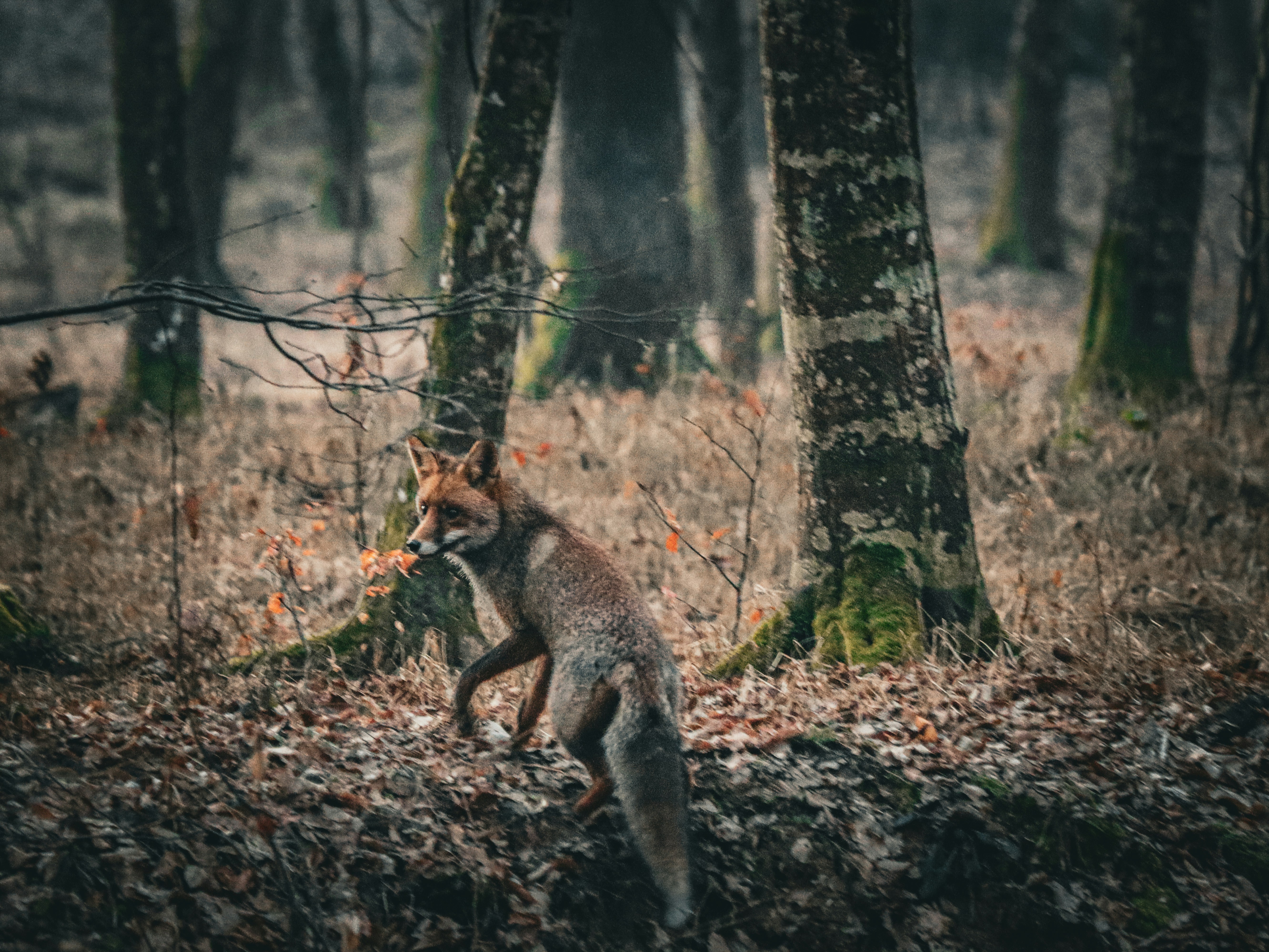 Photo by Nikola  Tomašić with Canon EOS M50