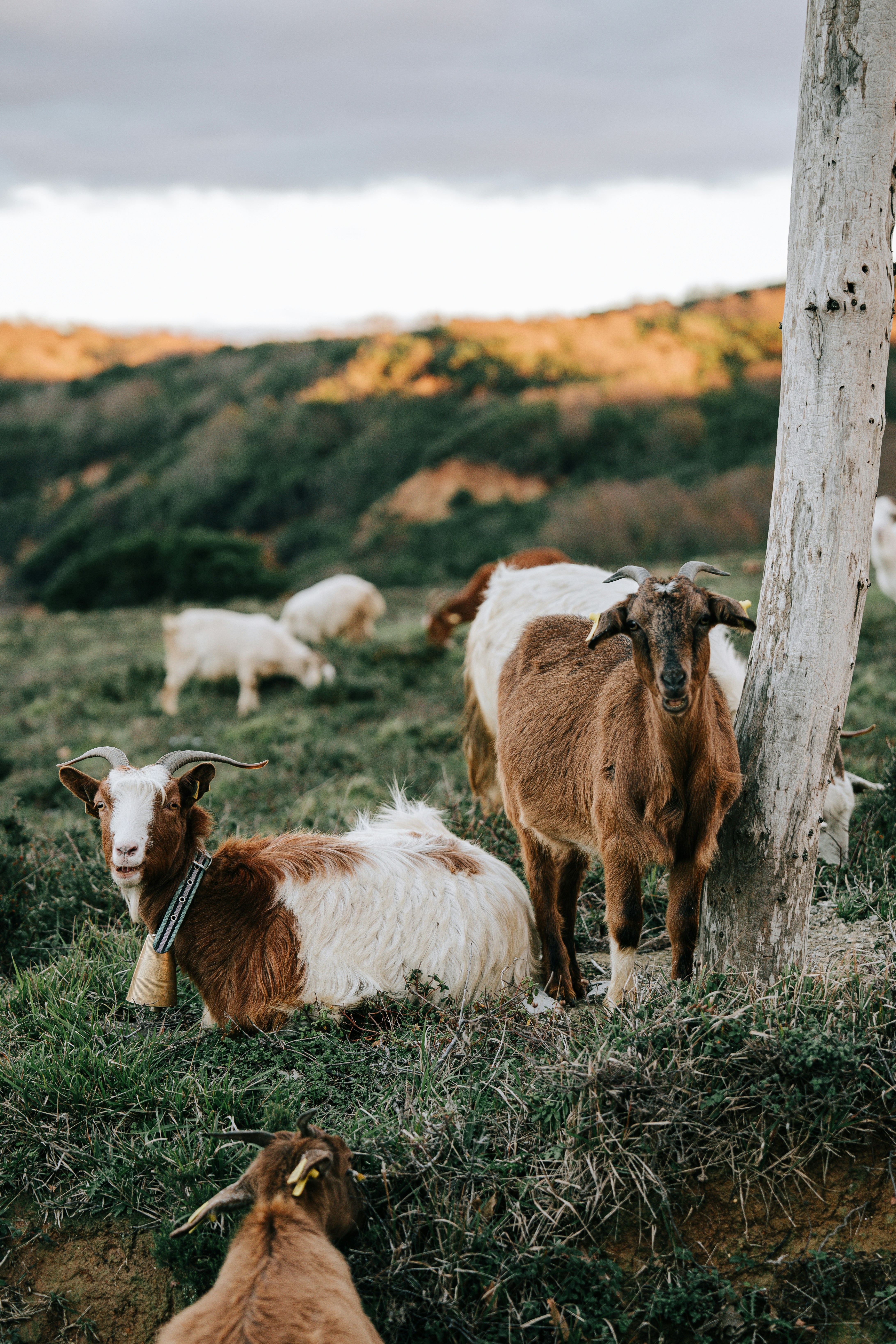 Ridge Pasture Portrait: A Brown-And-White Goat by the Weathered Tree