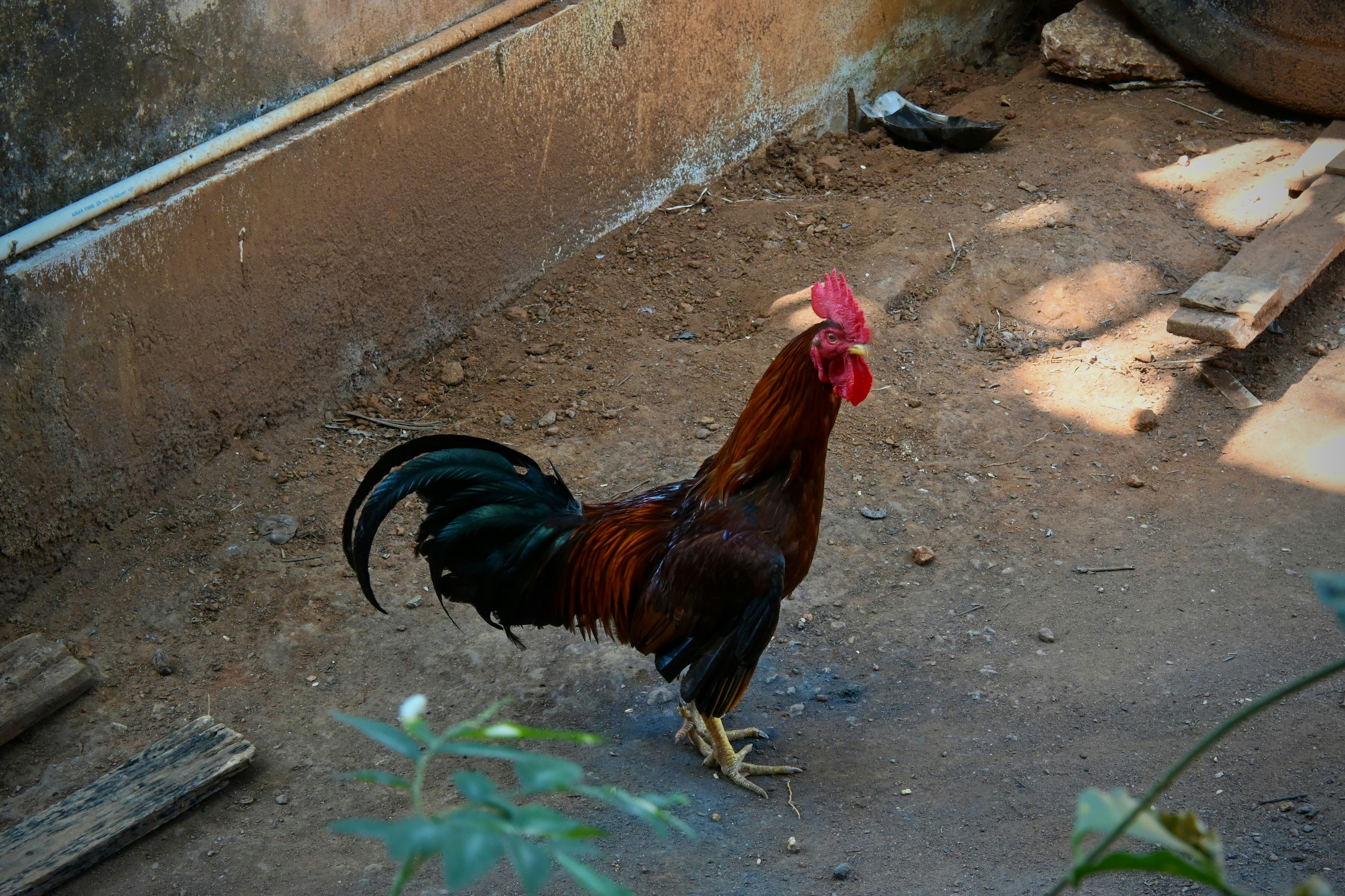 Rooster next door.