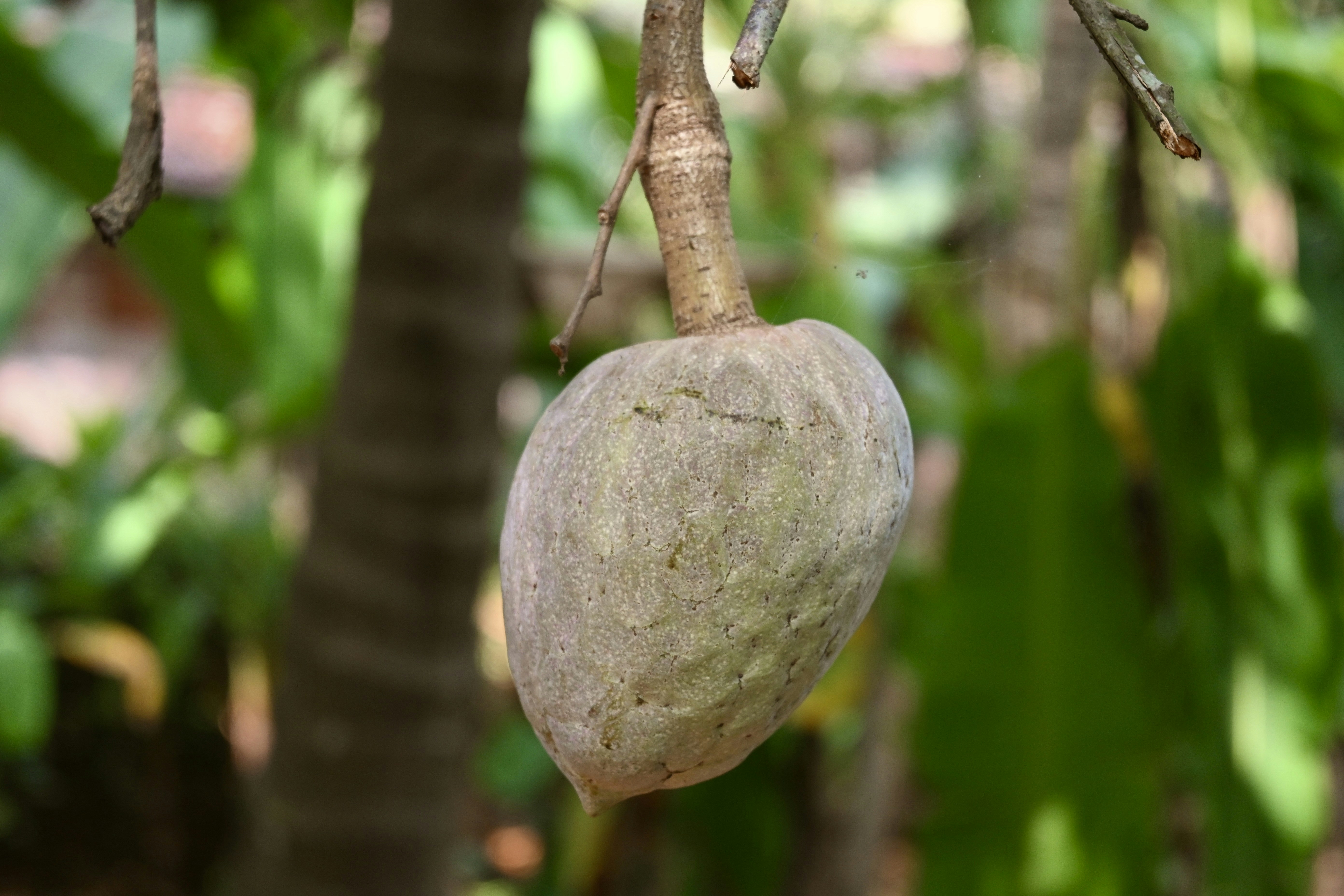 Hanging Pod in a Sunlit Tropical Canopy