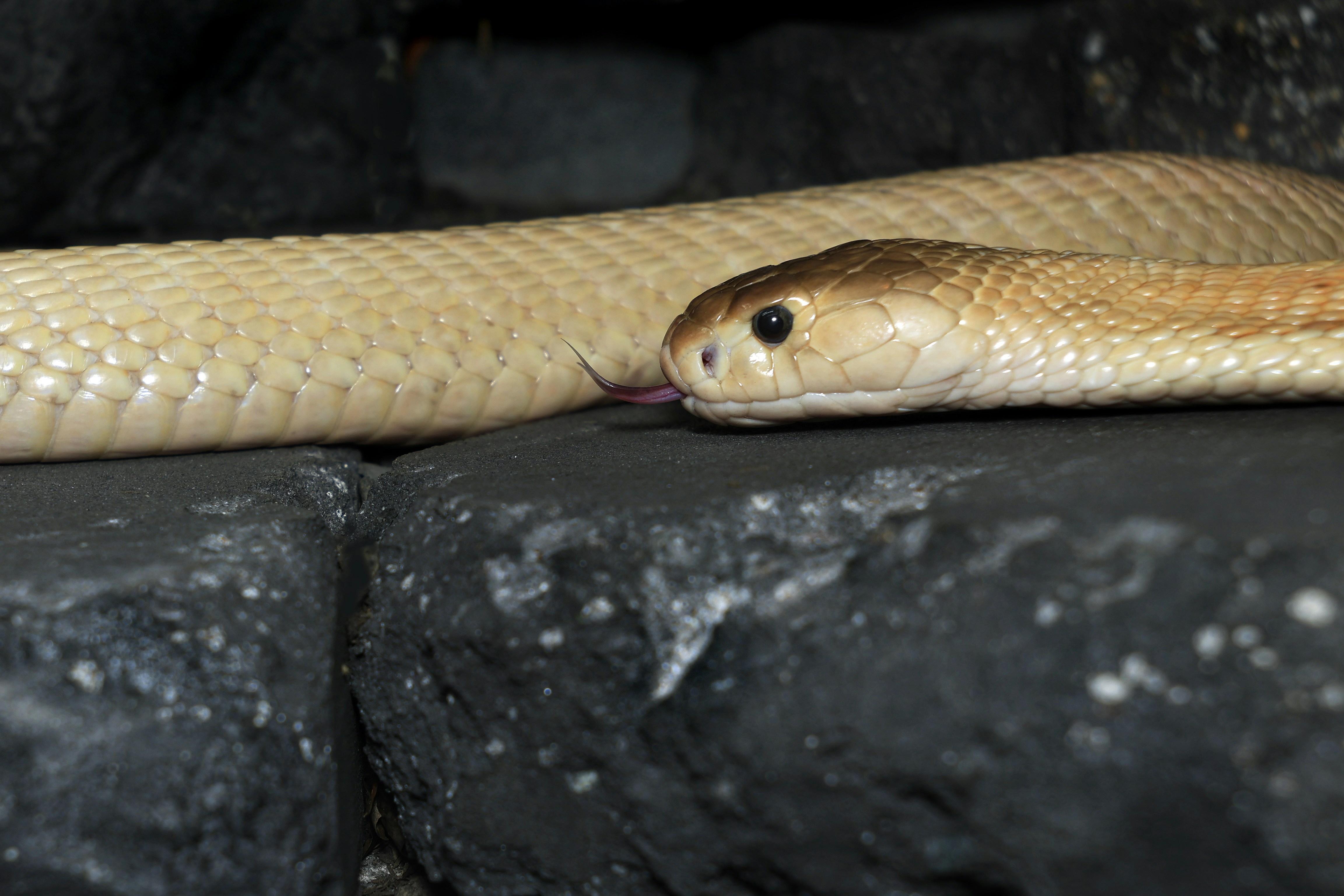 A large brown snake laying on top of a rock photo – Free Australia ...