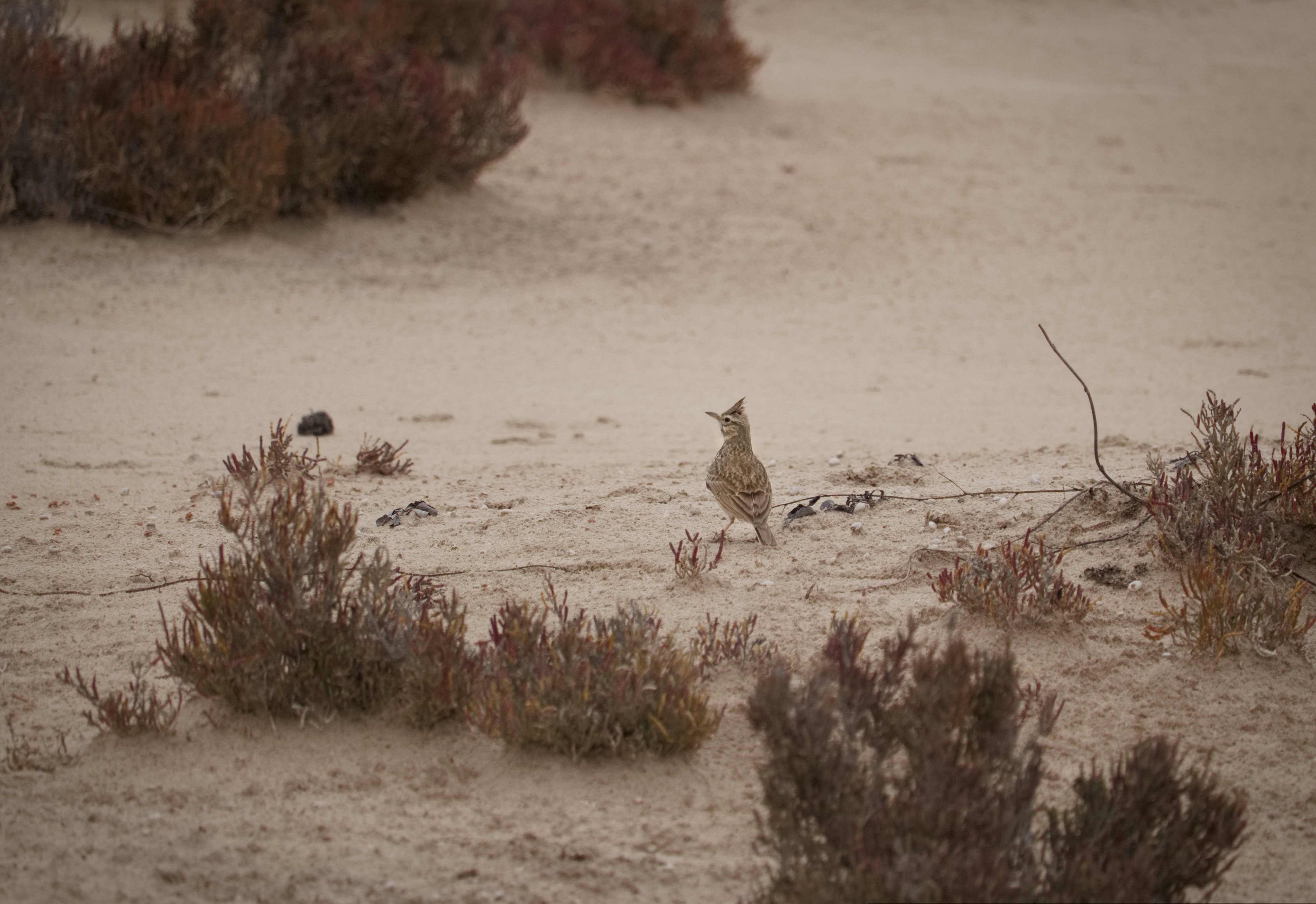Lone Desert Songbird on a Quiet Sandscape