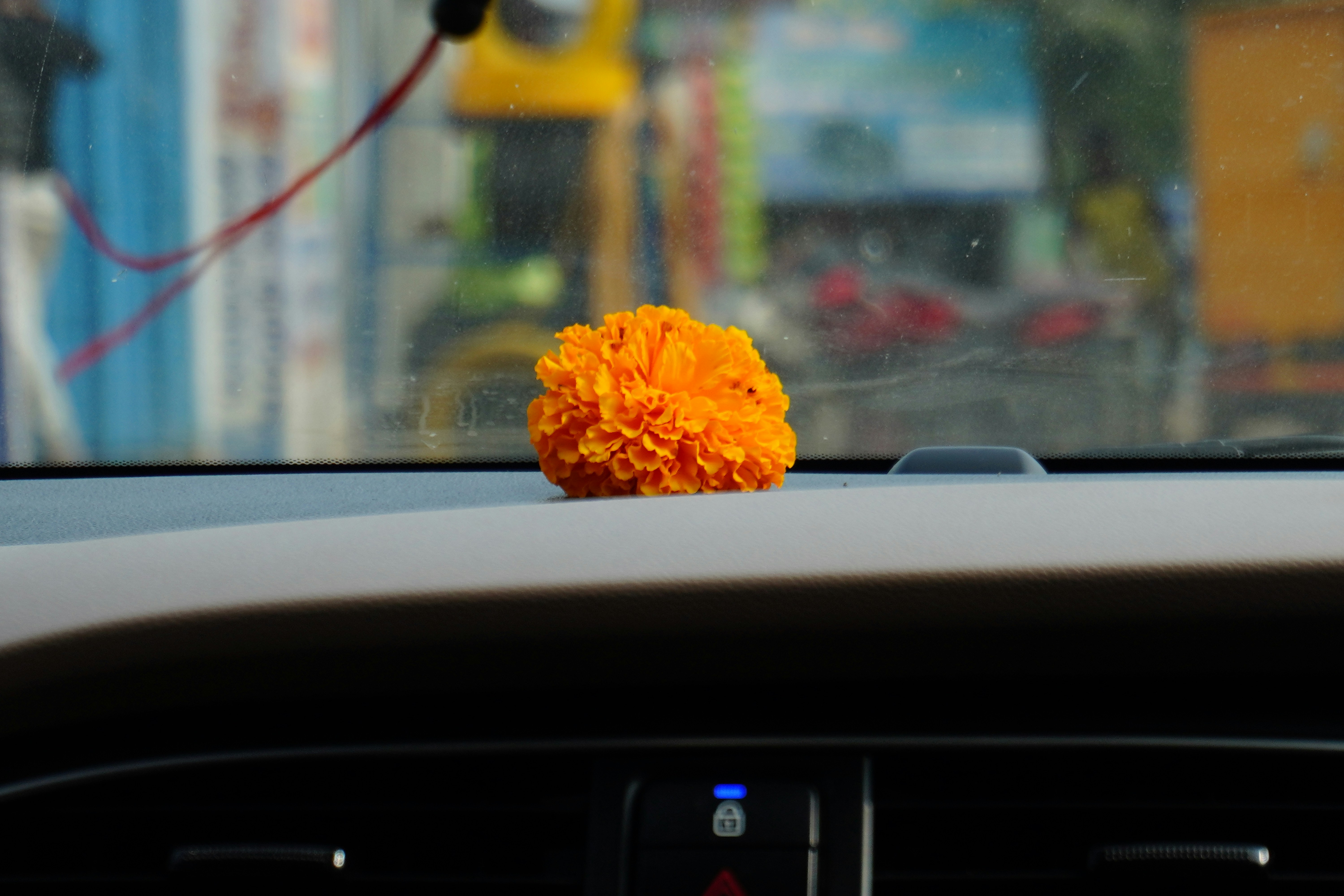 Marigold on the Dash: a bright bloom framing a quiet drive