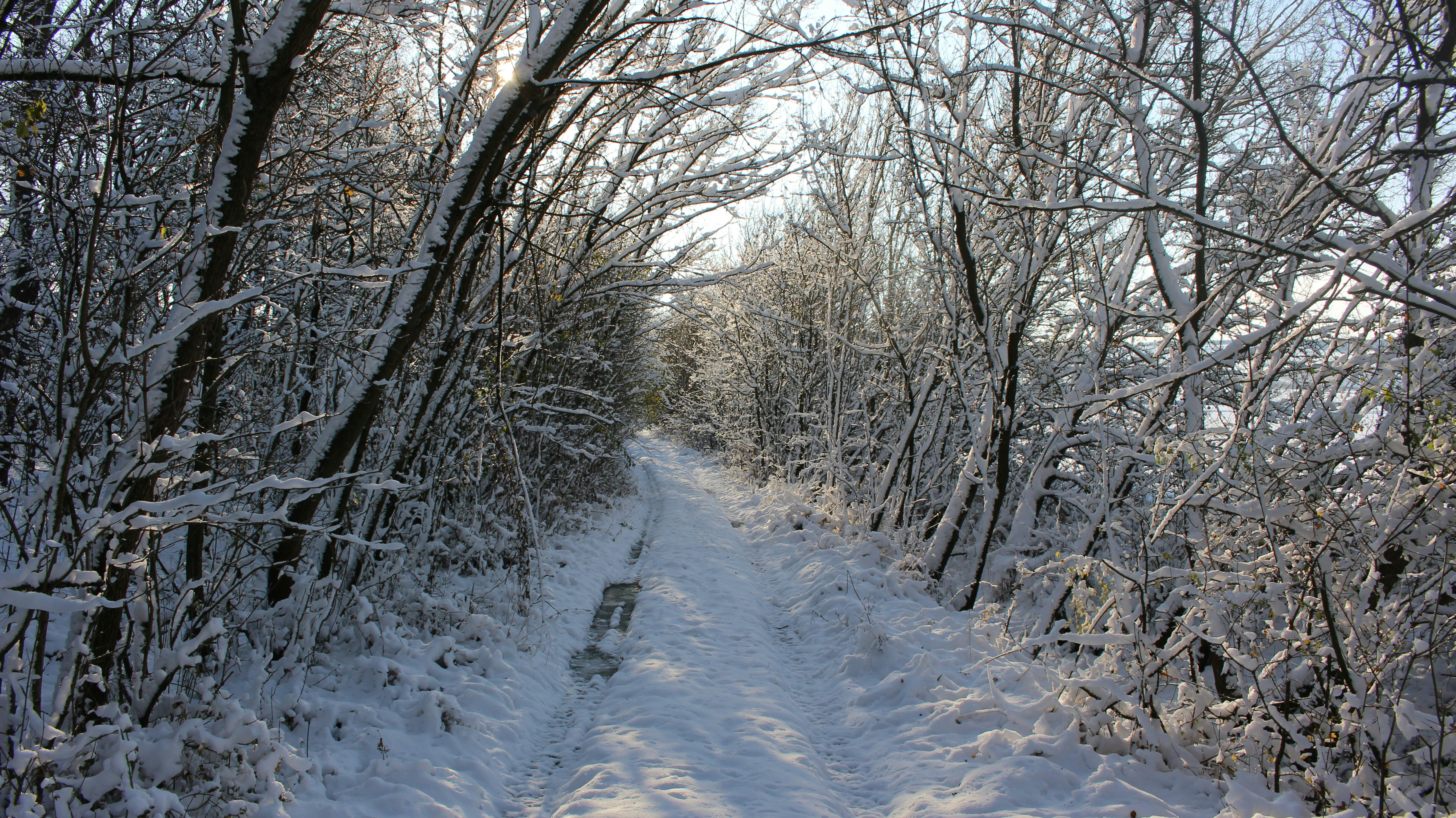 A path in the woods covered in snow photo – Free Forest Image on Unsplash