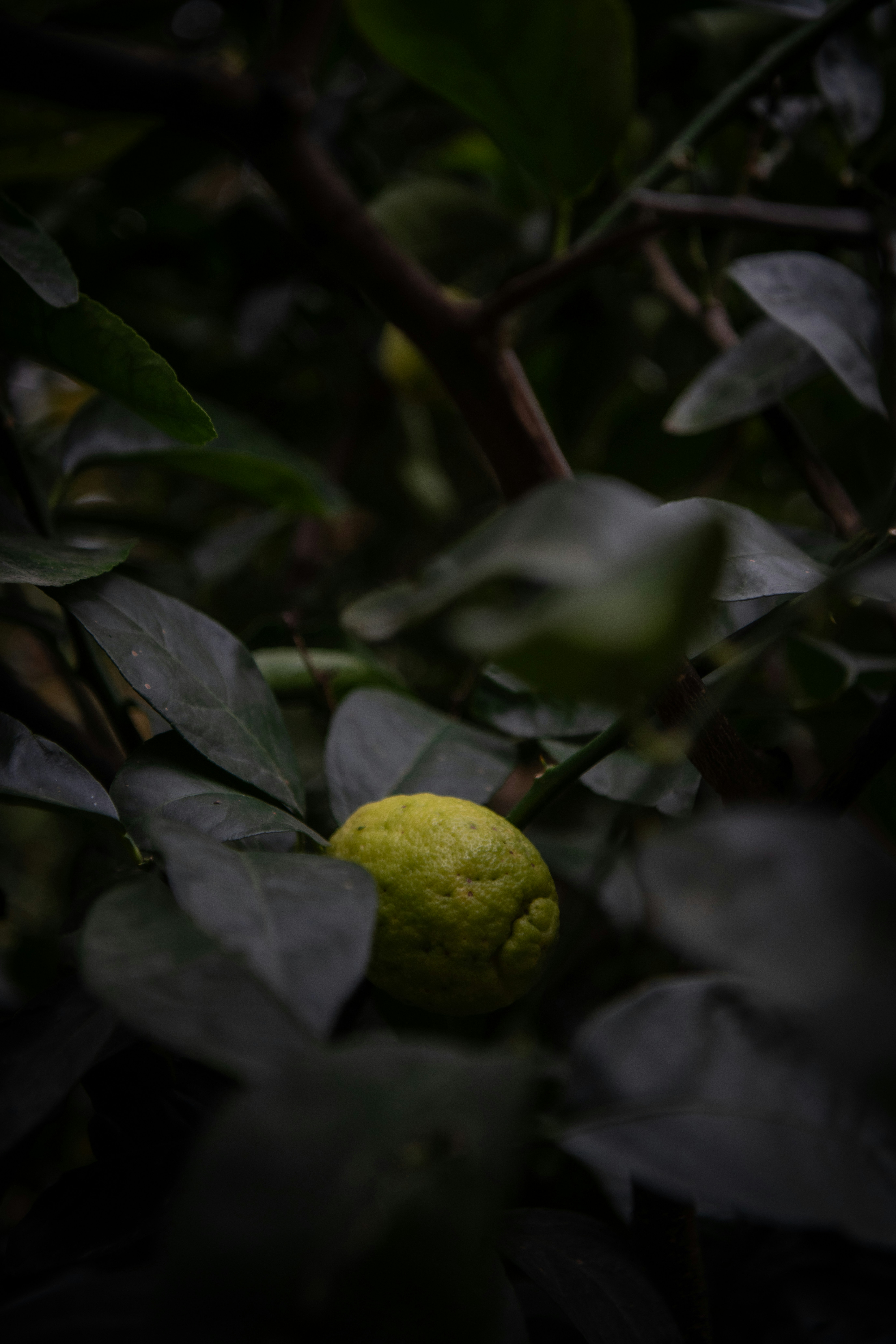 Lemon in the Shade: a Quiet Citrus Among Dense Foliage