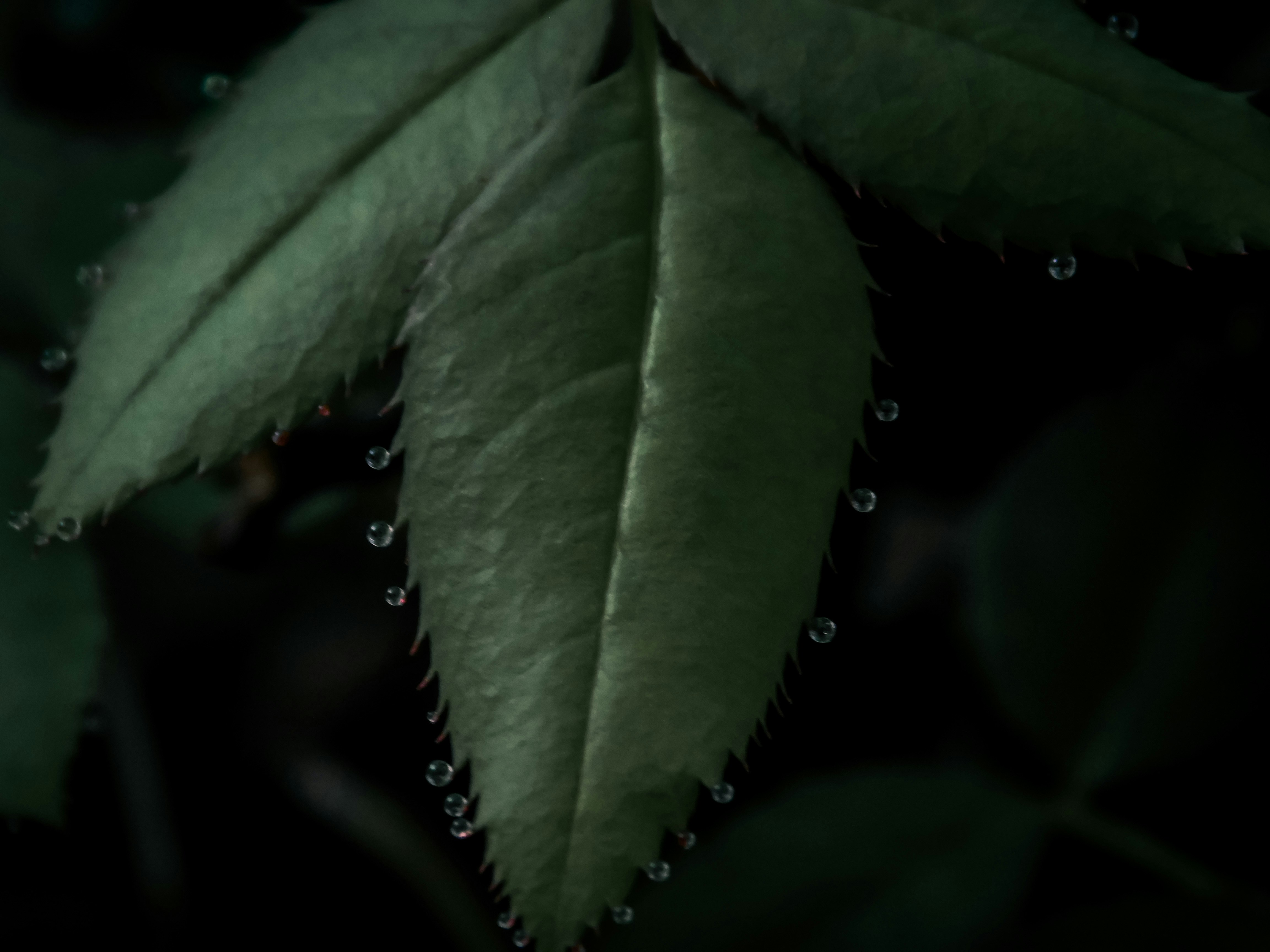 Close-up photograph of a serrated leaf edge with dew droplets along the margin, emphasizing texture and depth.