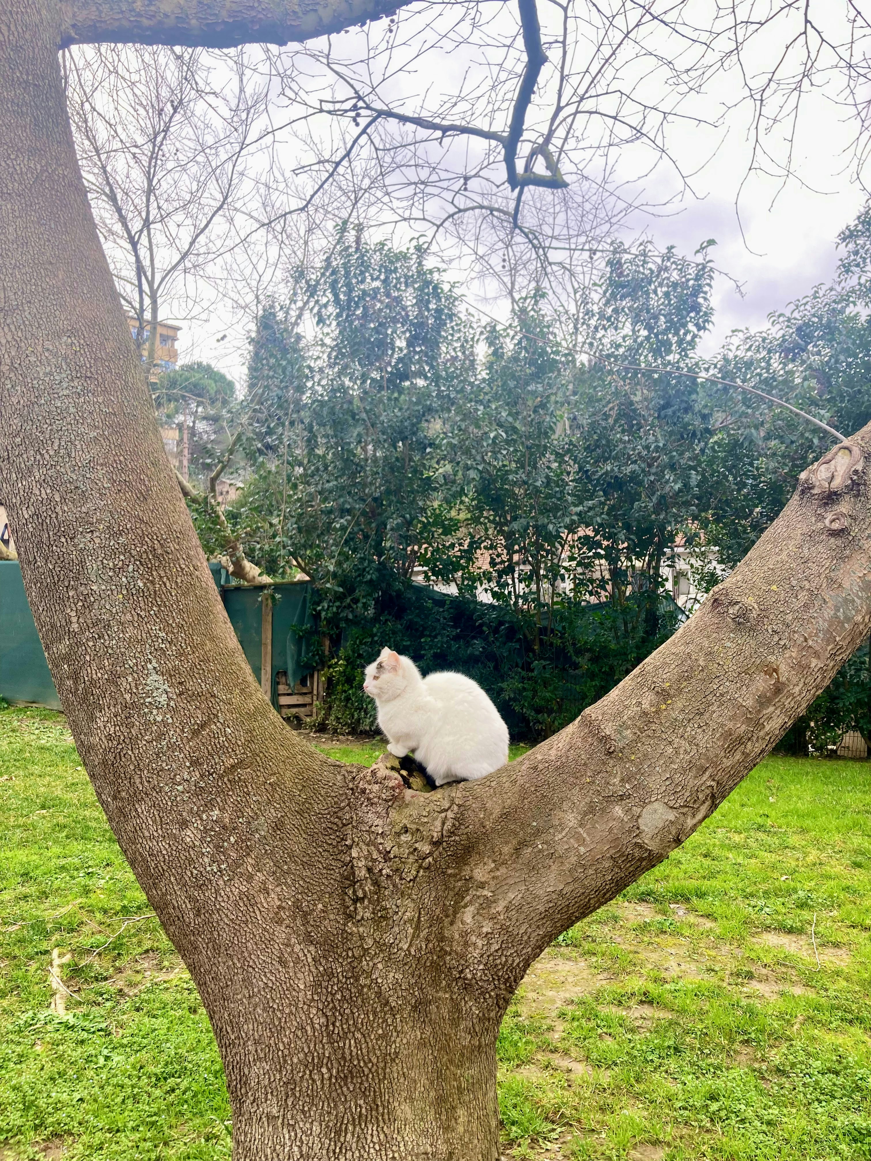 Whiskered Observer in the Boughs