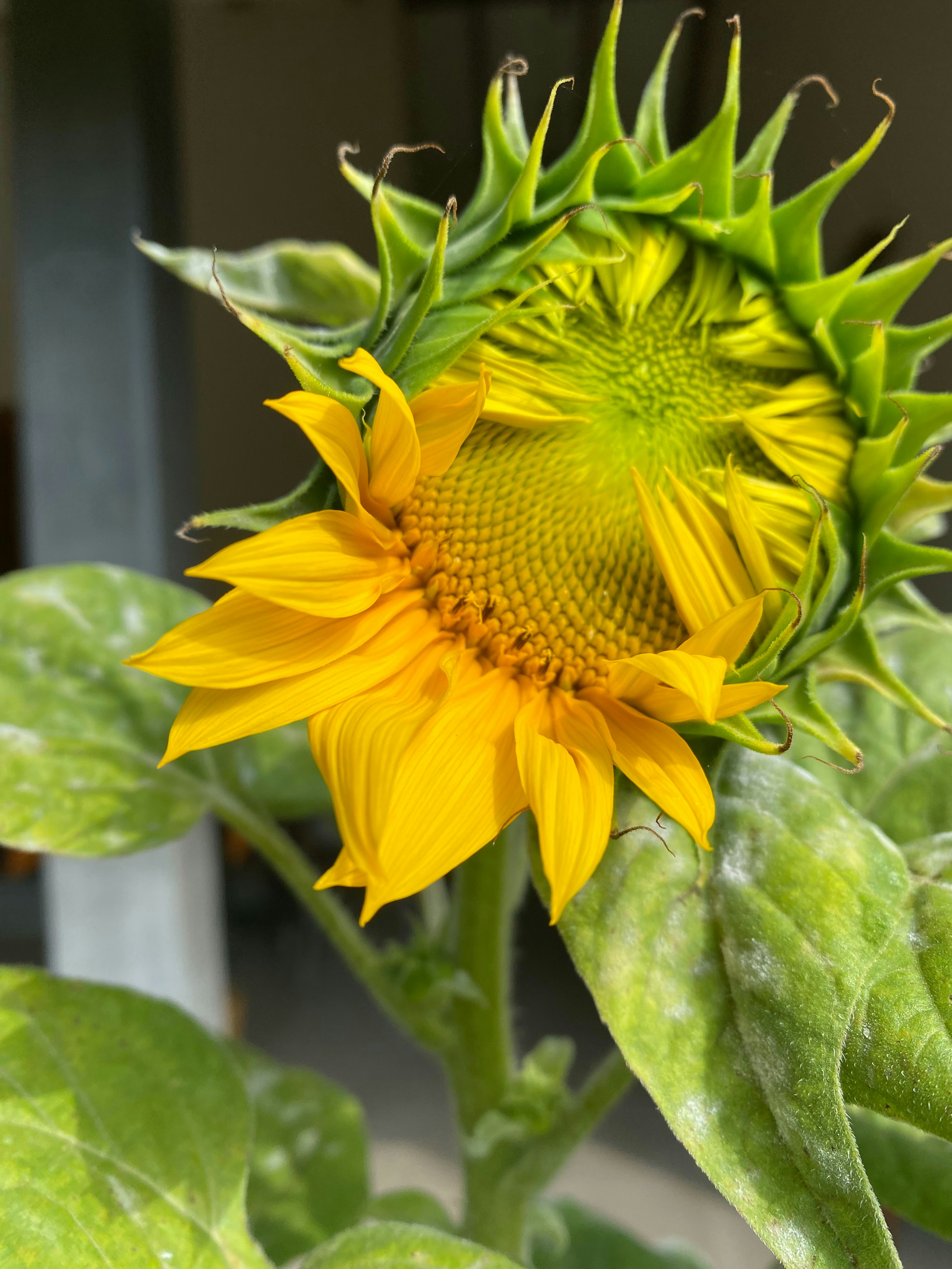 The Unfolding Radiance of a Sunflower