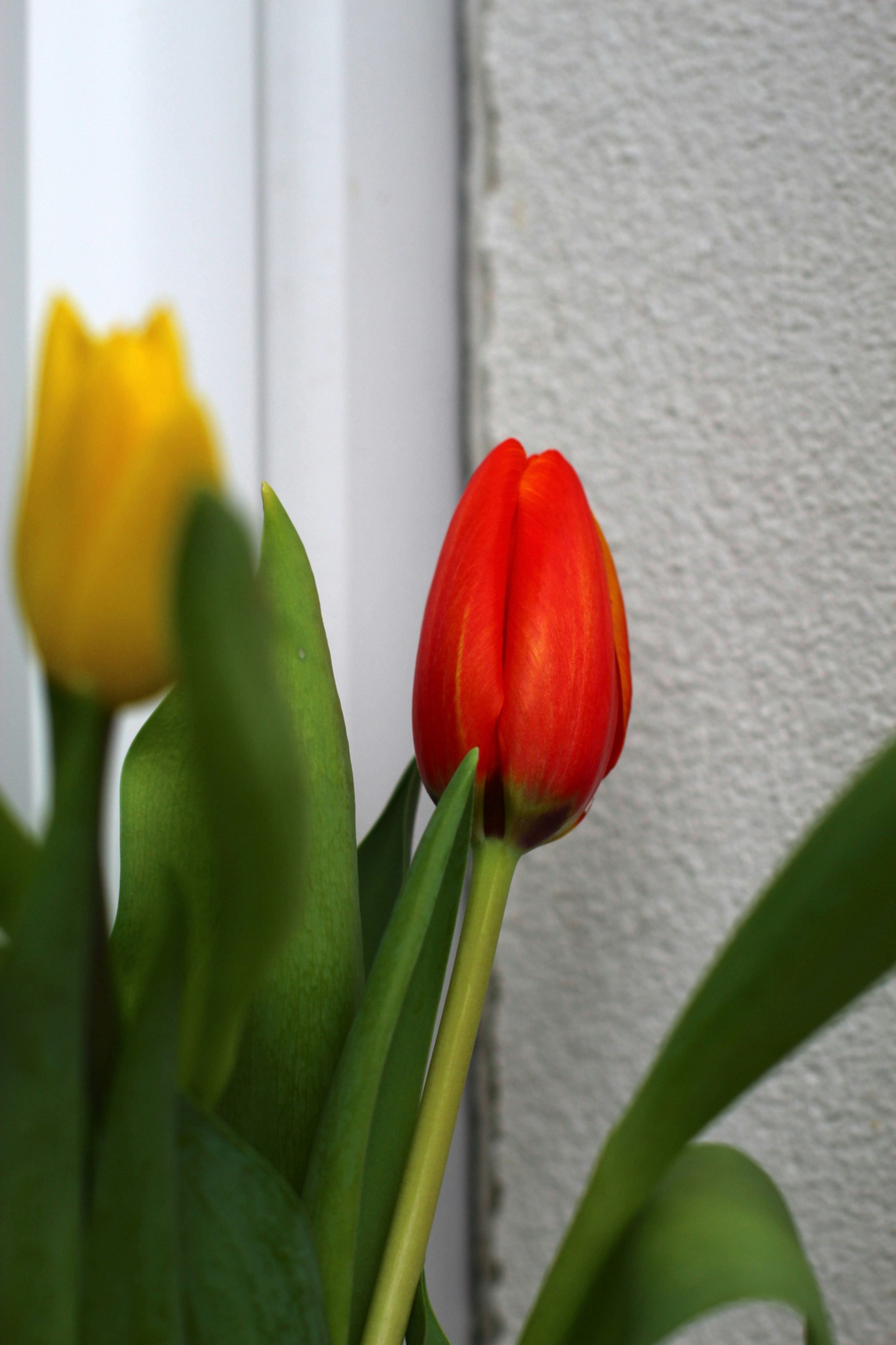 Crimson Tulip Framed by a Textured Wall and Light