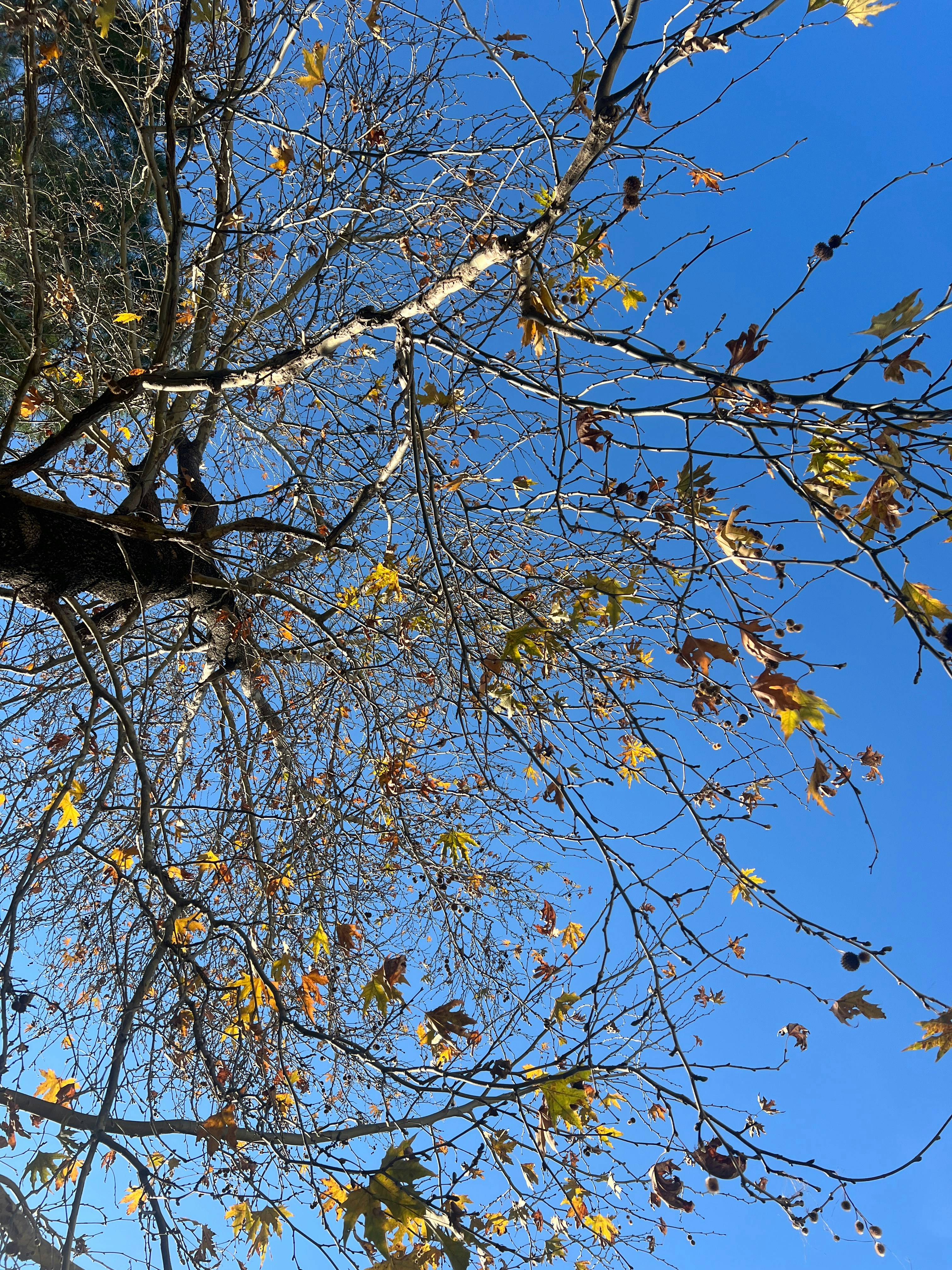 Sapphire Sky Through a Tangle of Autumn Veins