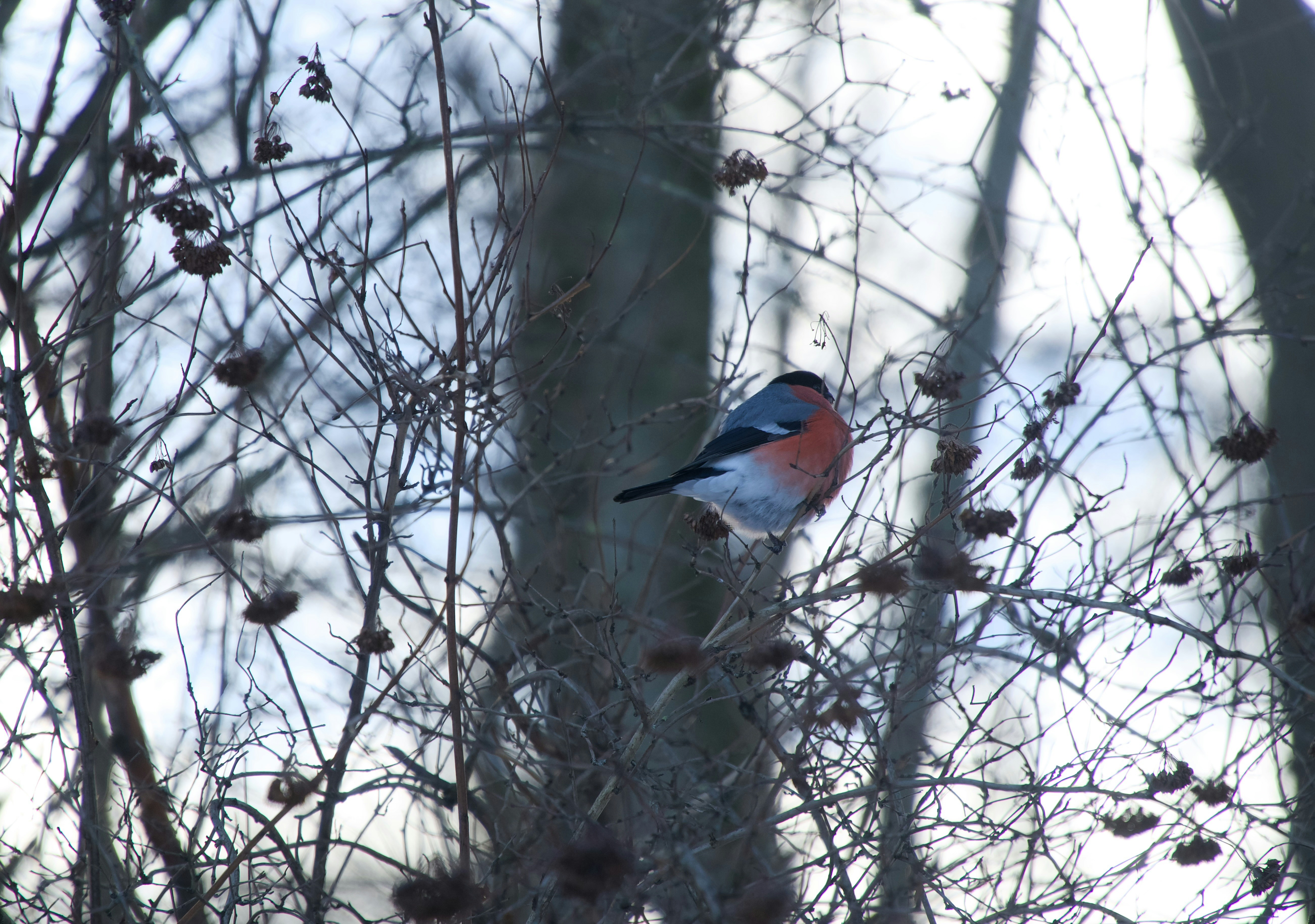 Winter's Feathered Jewel